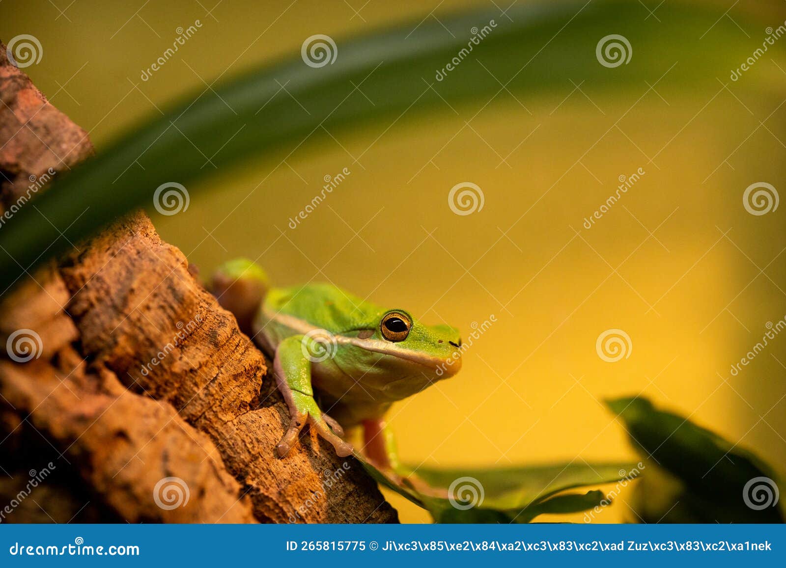 Hyla Arborea Frog in Nature Park Stock Image - Image of monochromic ...