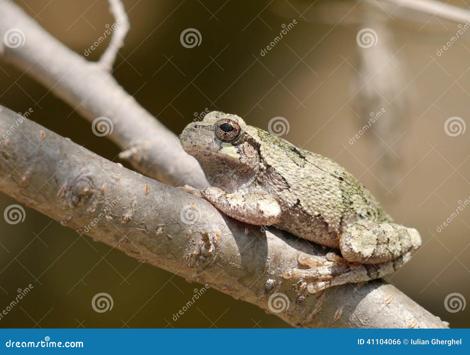 Hyla chrysoscelis stock photo. Image of hyla, animals - 41104066