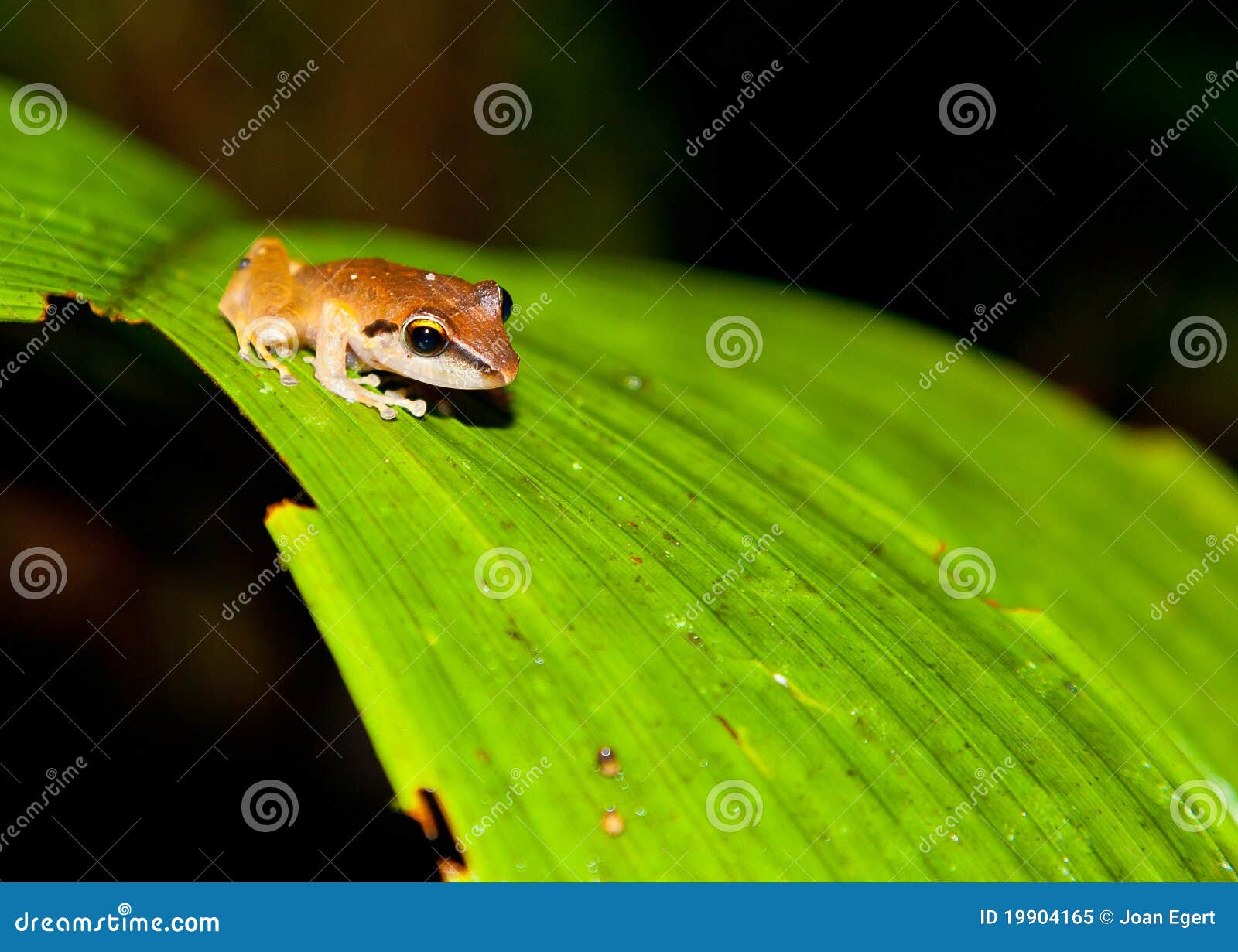 Hyla frog stock image. Image of life, hylidae, inca, frog - 19904165