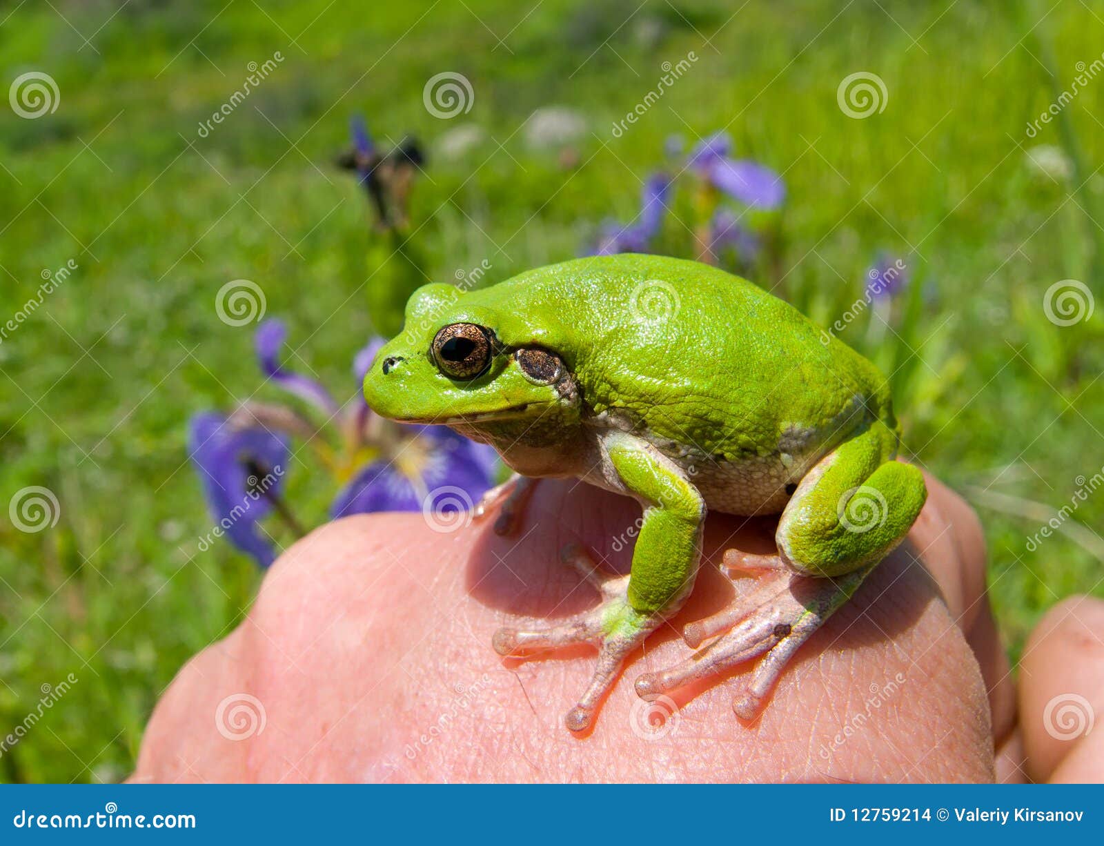 Hyla on hand stock photo. Image of animal, hyla, outdoor - 12759214