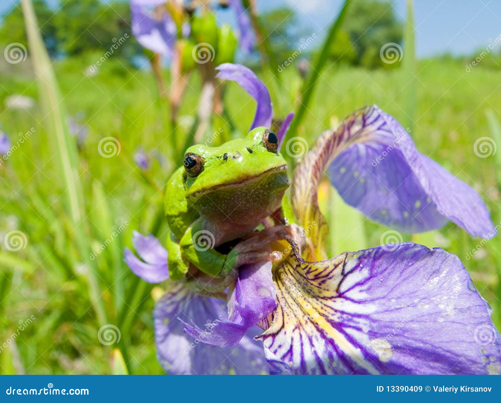 Hyla on iris 3 stock image. Image of meadow, mouth, amphibian - 13390409
