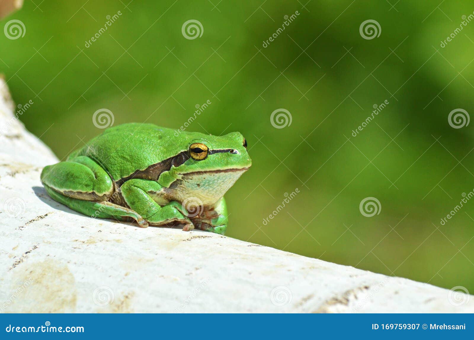 Hyla Orientalis , the Eastern Tree Frog Closeup Stock Image - Image of ...