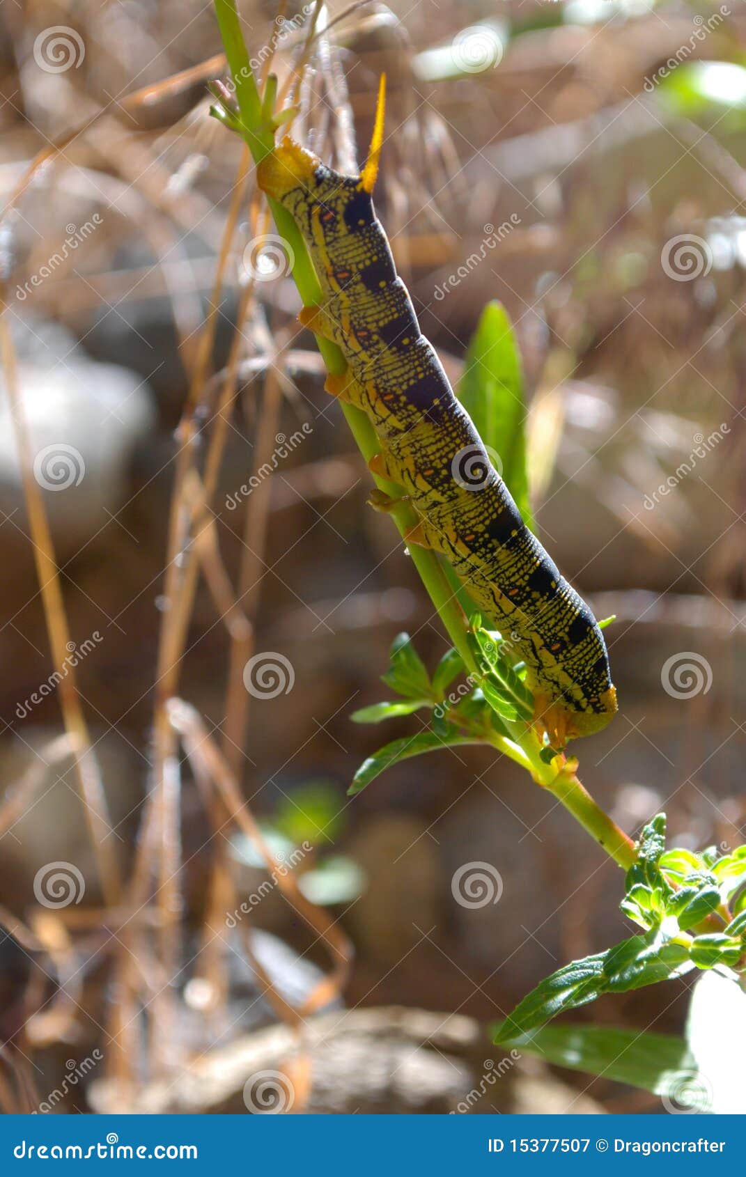 Hyles lineata larva stock image. Image of orange, insect - 15377507