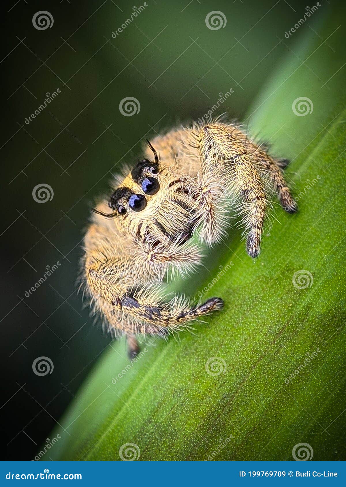 Hyllus Diardi male stock image. Image of leaf, wildlife - 199769709