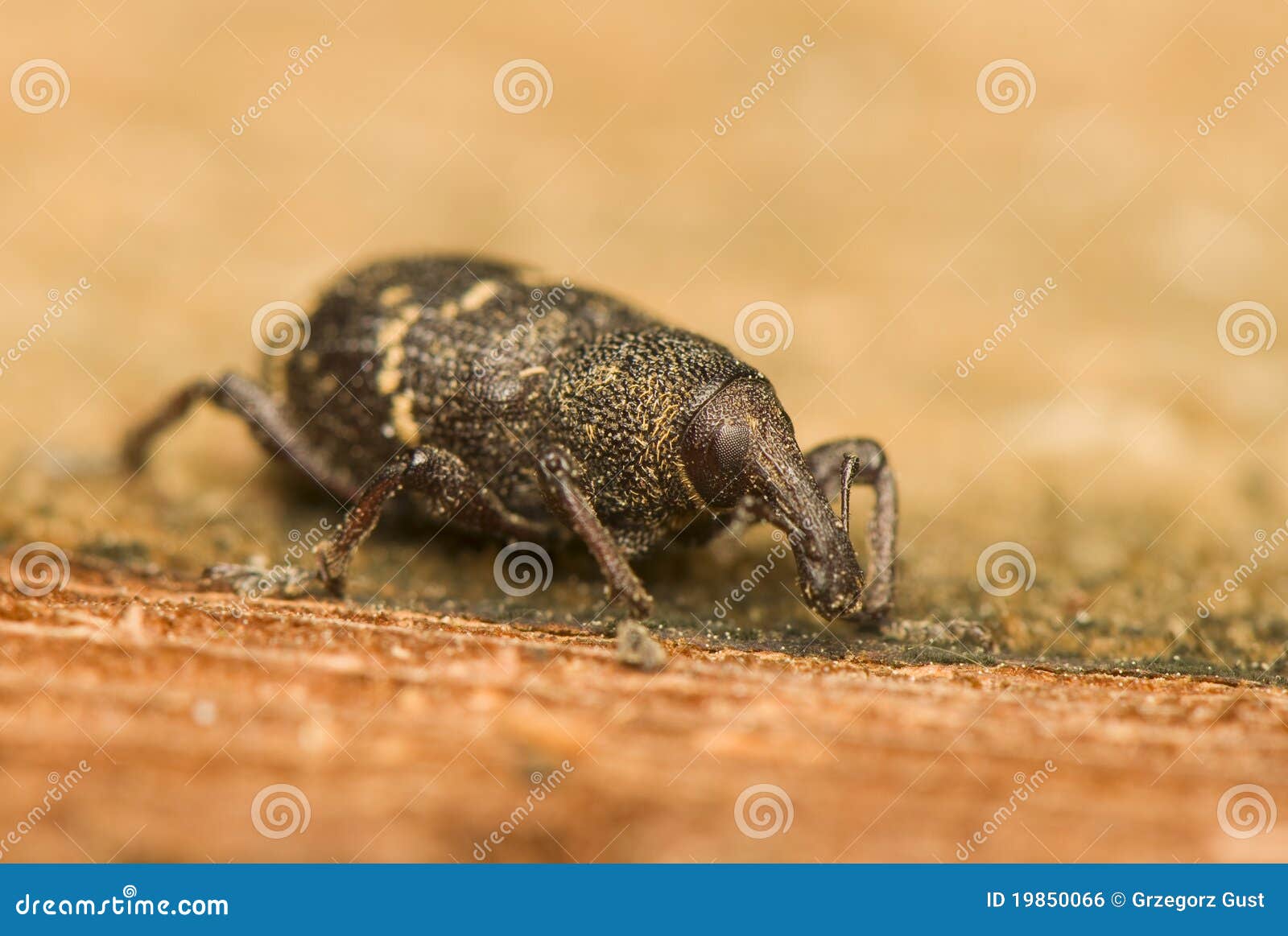 Hylobius abietis stock photo. Image of image, fauna, dangerous - 19850066