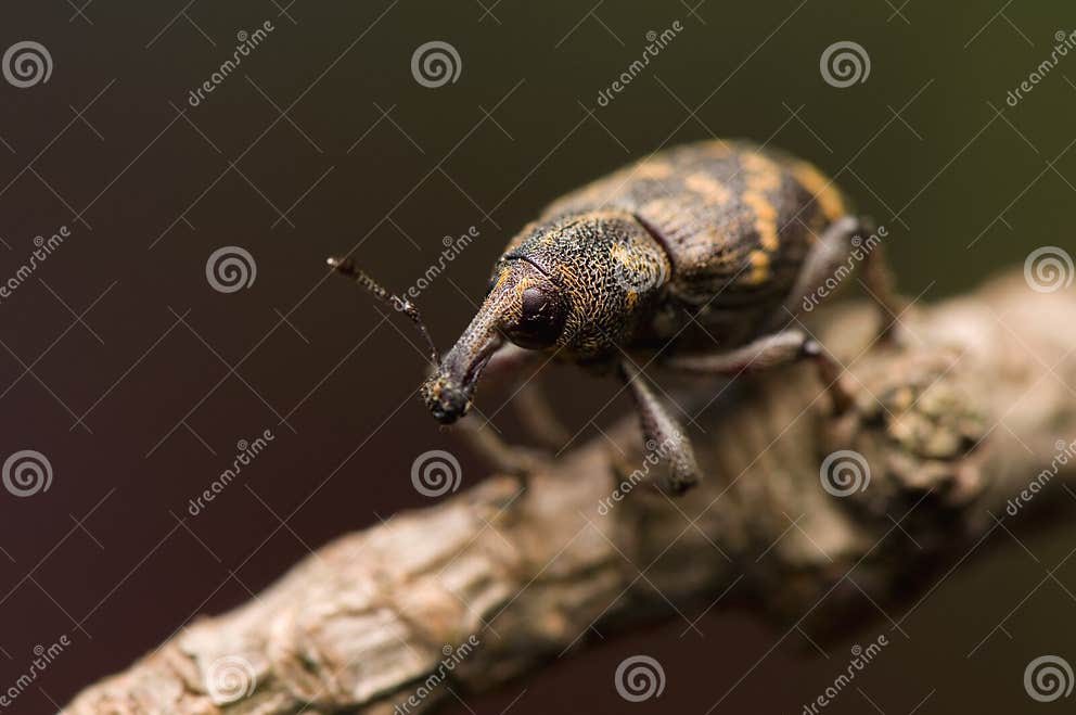 Hylobius abietis stock image. Image of damage, arthropod - 24749485