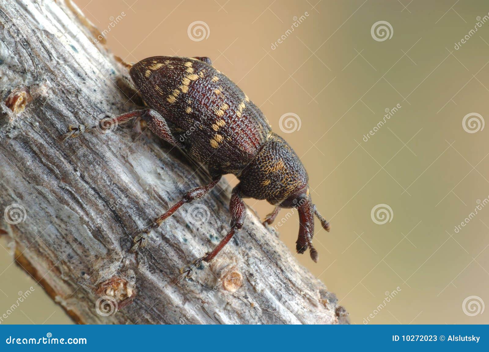 Hylobius d'abietis image stock. Image du image, protection - 10272023