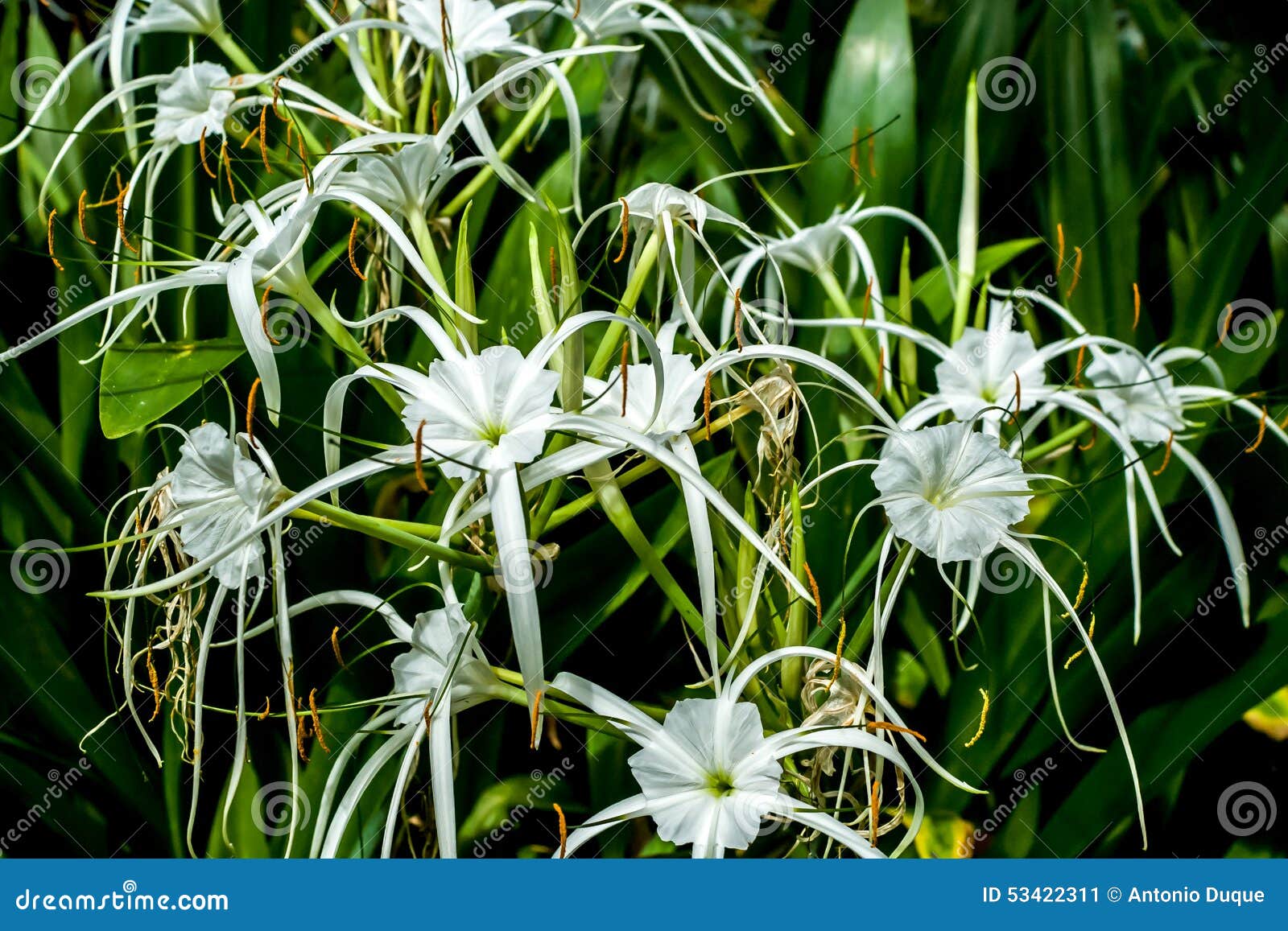 Hymenocallis stock image. Image of bloom, flower, nature - 53422311