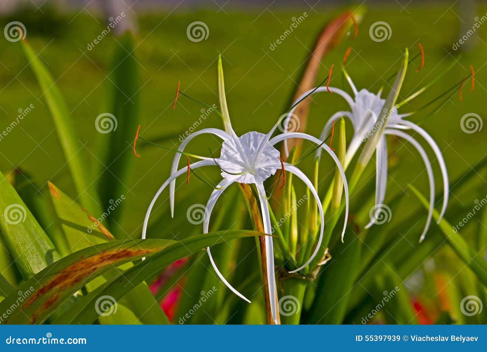 Hymenocallis stock image. Image of asia, chennai, aromatic - 55397939
