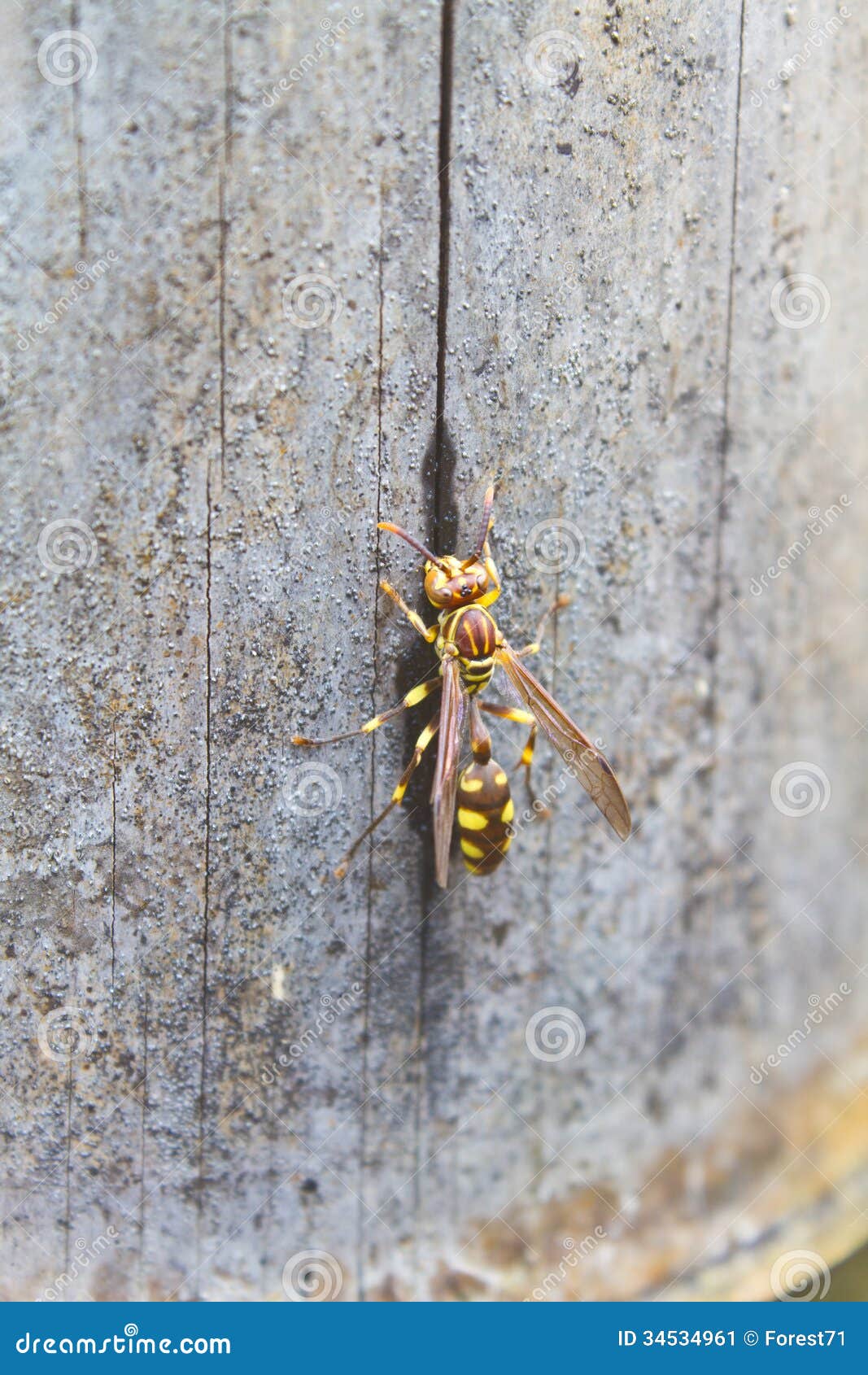 Hymenoptera insect stock image. Image of orientalis, antenna - 34534961