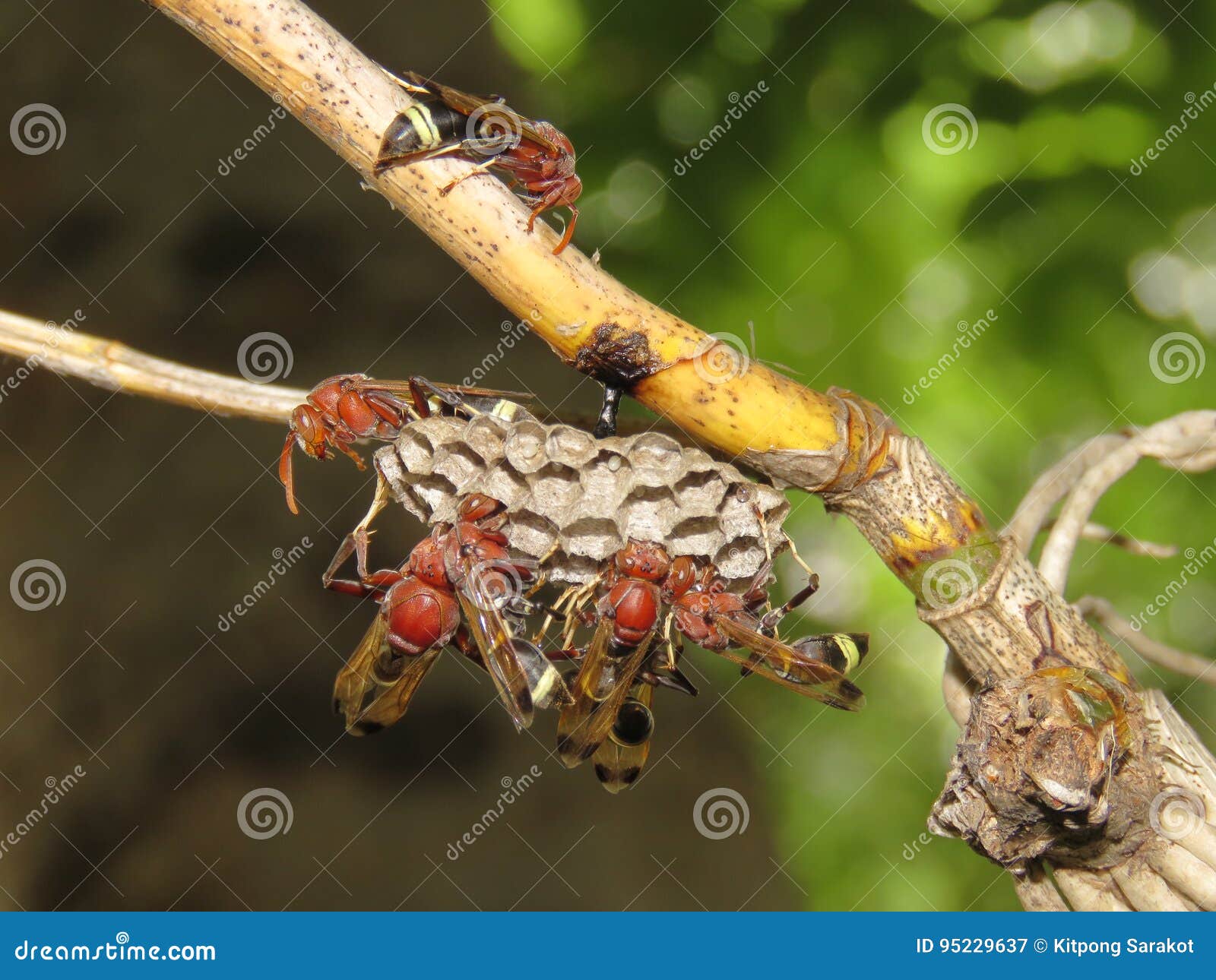 Hymenoptera- Wasp-and Nests on the Branches Tree Stock Image - Image of ...