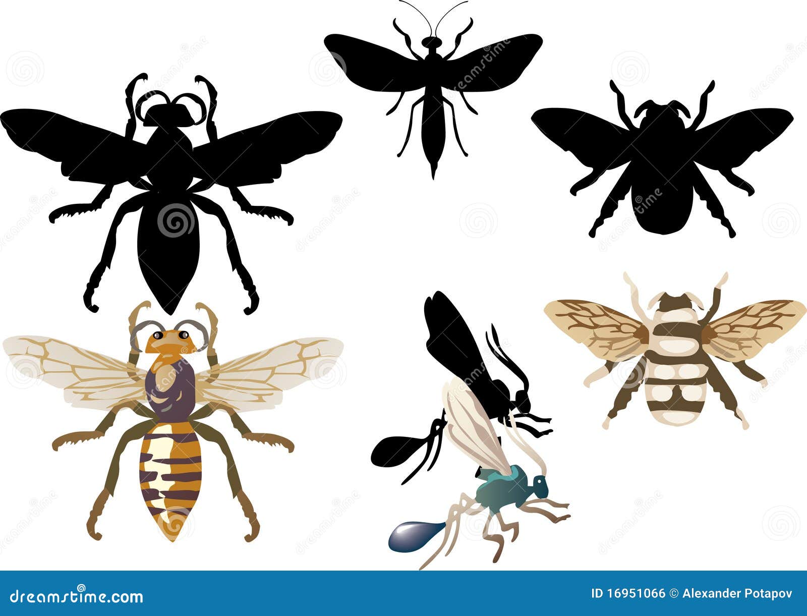 Hymenopteran Insects Stock Illustrations – 5 Hymenopteran Insects Stock ...