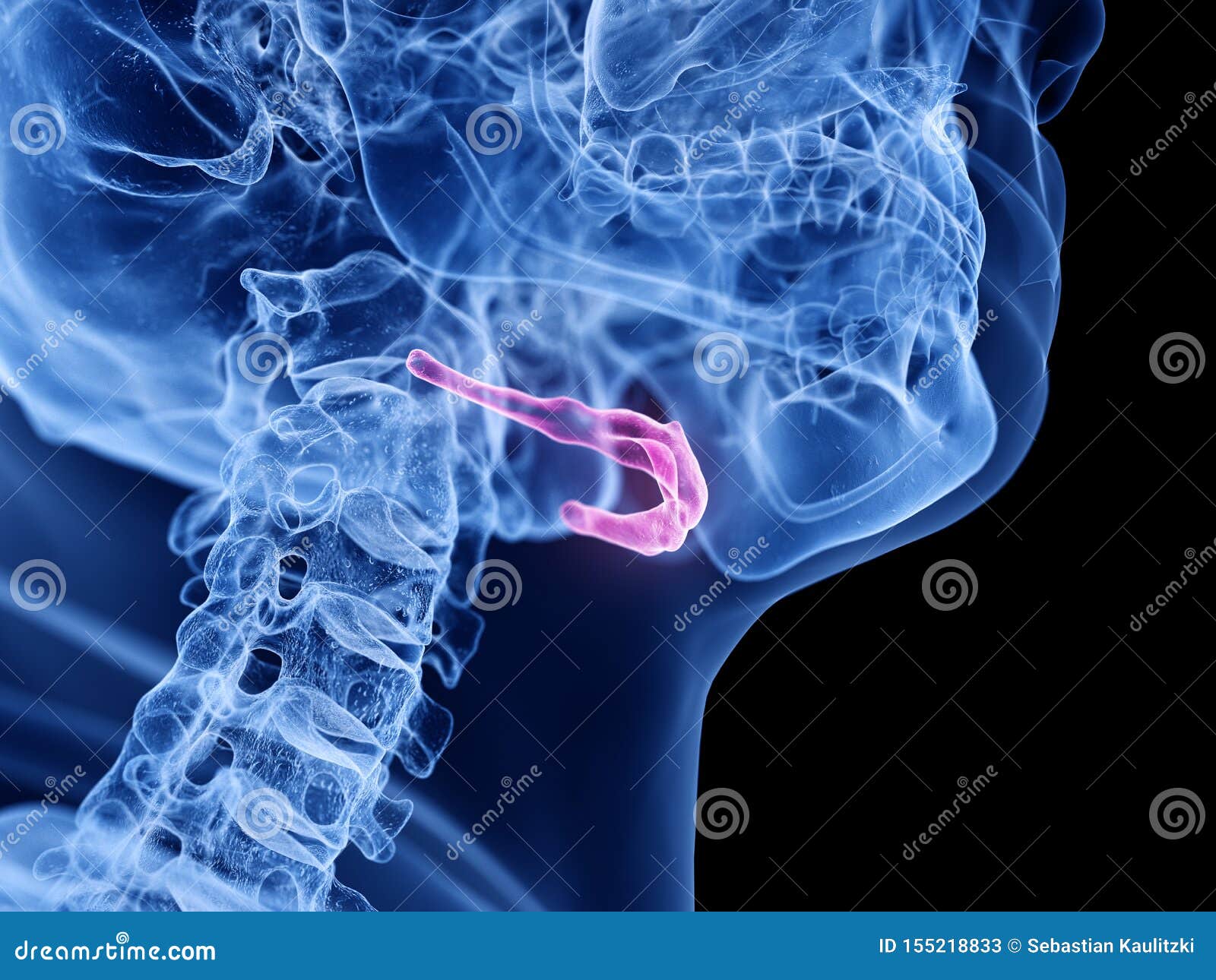 The hyoid bone stock illustration. Illustration of anatomical - 155218833