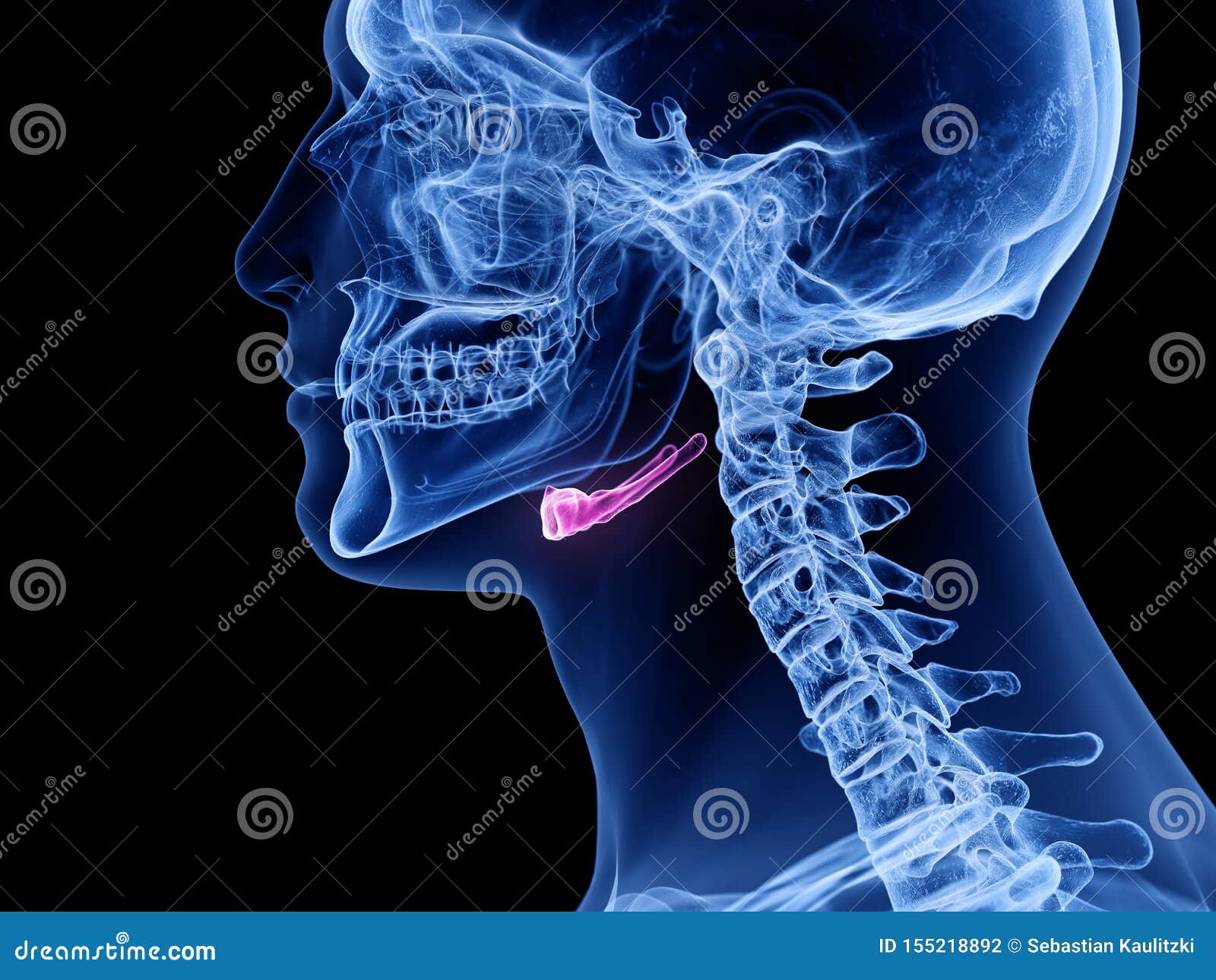 The hyoid bone stock illustration. Illustration of graphic - 155218892