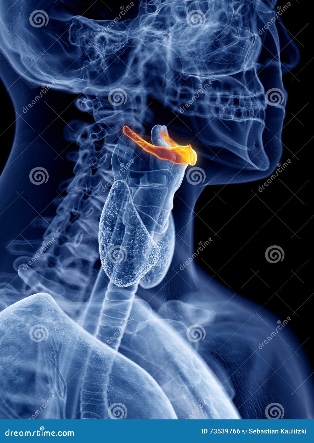 The hyoid bone stock illustration. Illustration of medicine - 73539766
