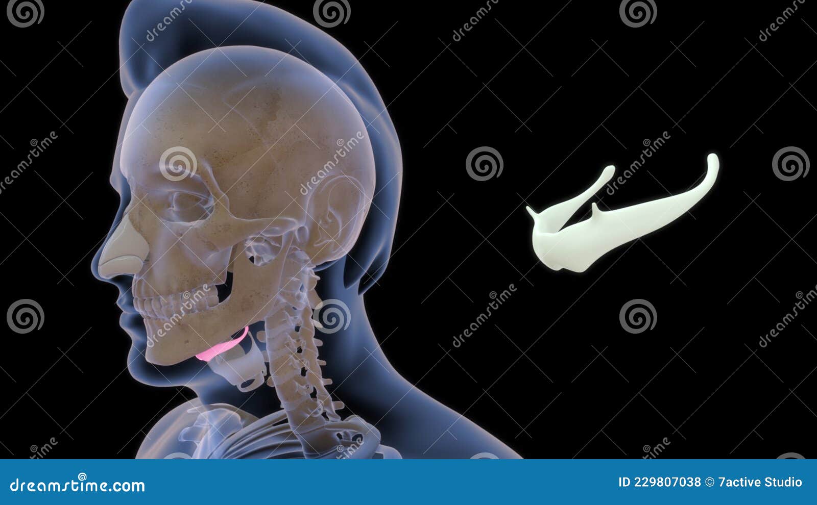 Human Skeleton Skull Bone - Hyoid Bone Stock Illustration ...