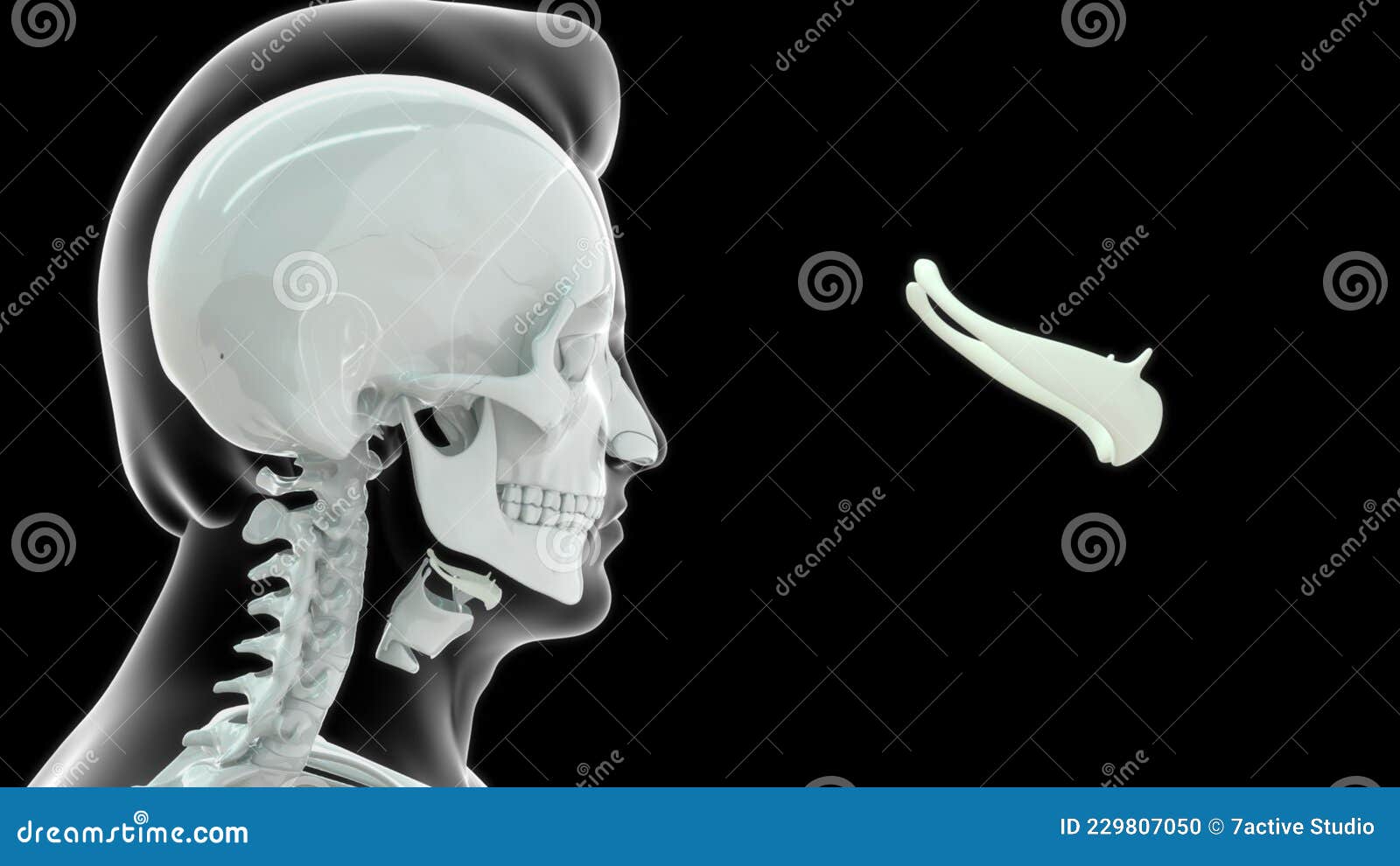Human Skeleton Skull Bone - Hyoid Bone Stock Illustration ...