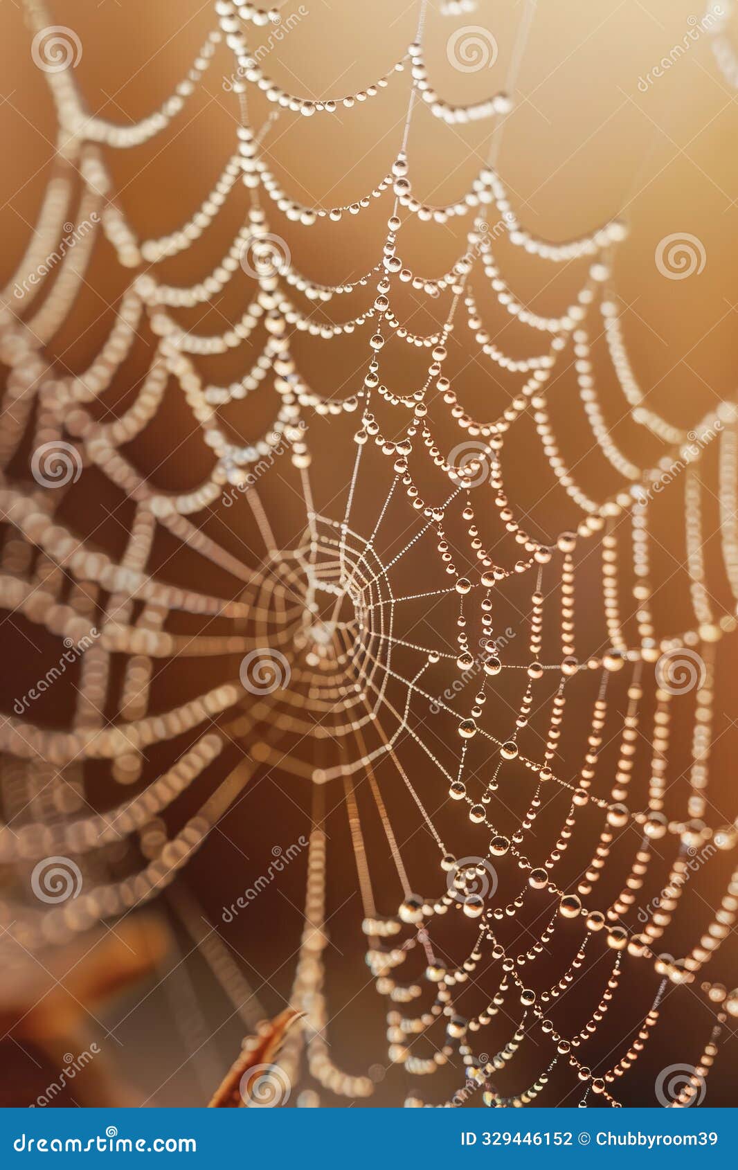 Hyper-realistic Dew-covered Spider Web Reflecting the Morning Sun ...