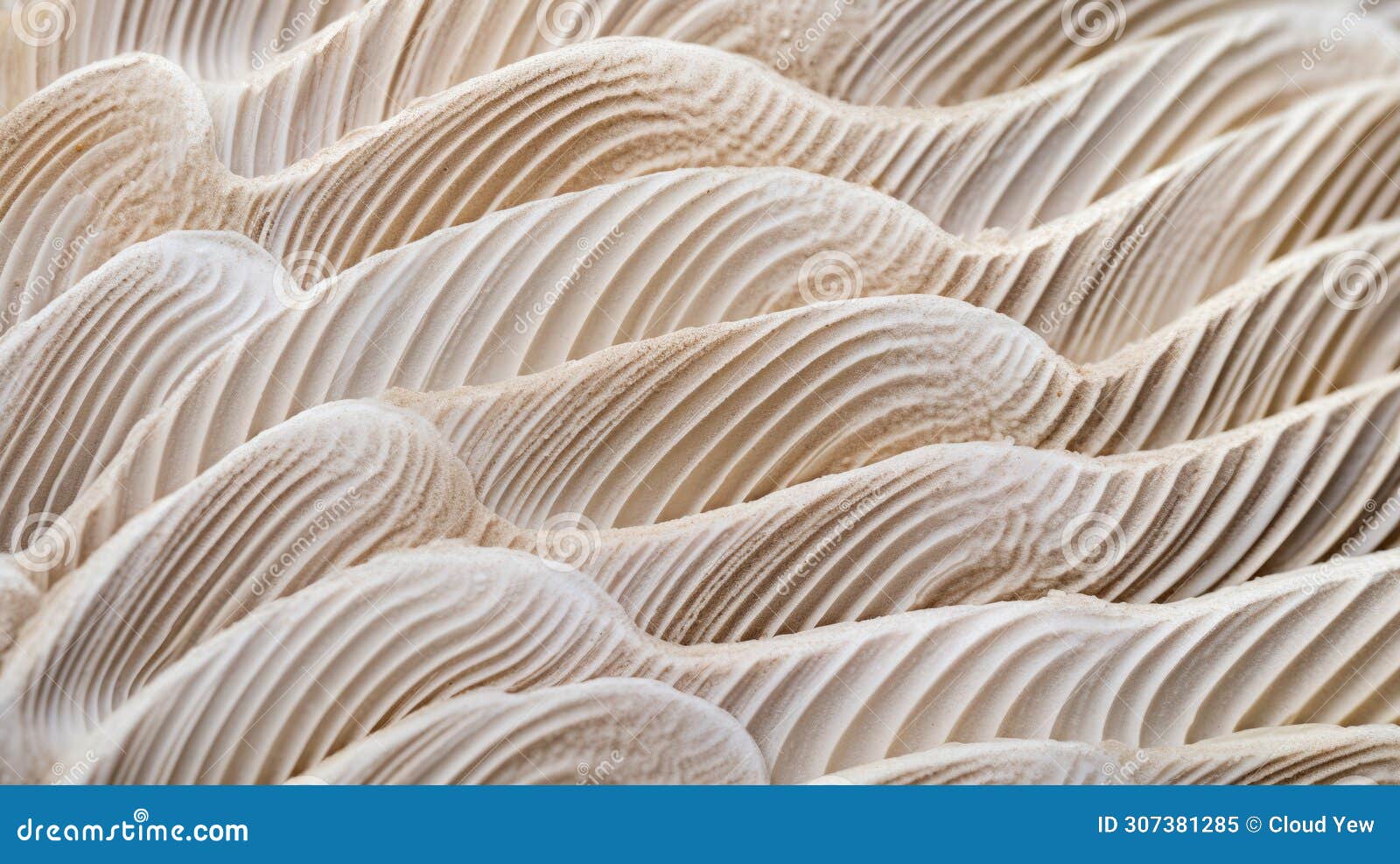 Hyper Zoom into the Texture of a Seashell S Ridges Stock Illustration ...