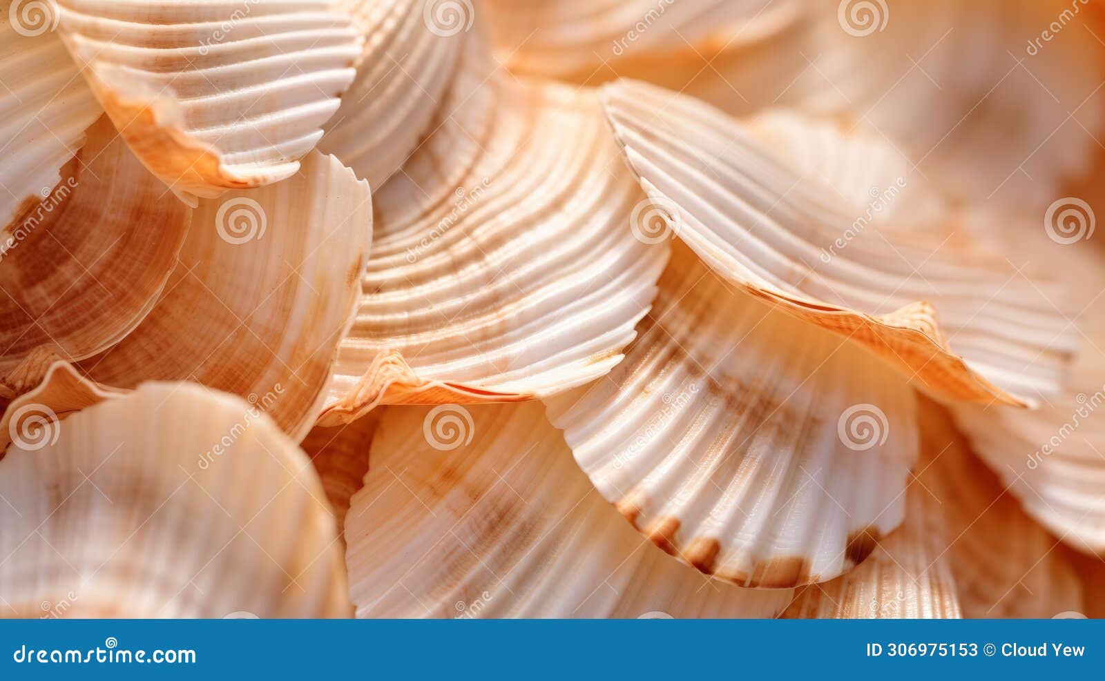 Hyper Zoom into the Texture of a Seashell S Ridges Stock Image - Image ...