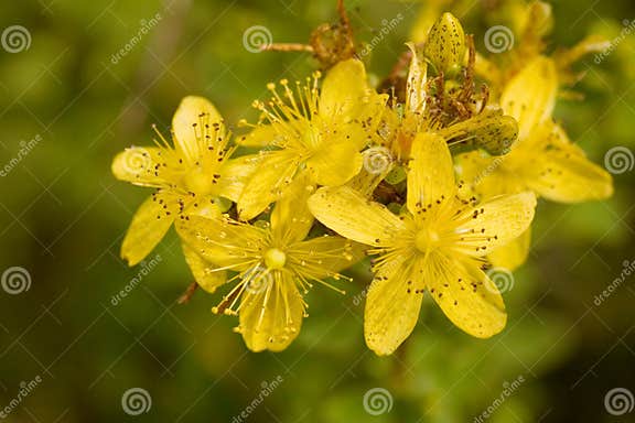 Hypericum stock image. Image of botany, flower, pollen - 4268623