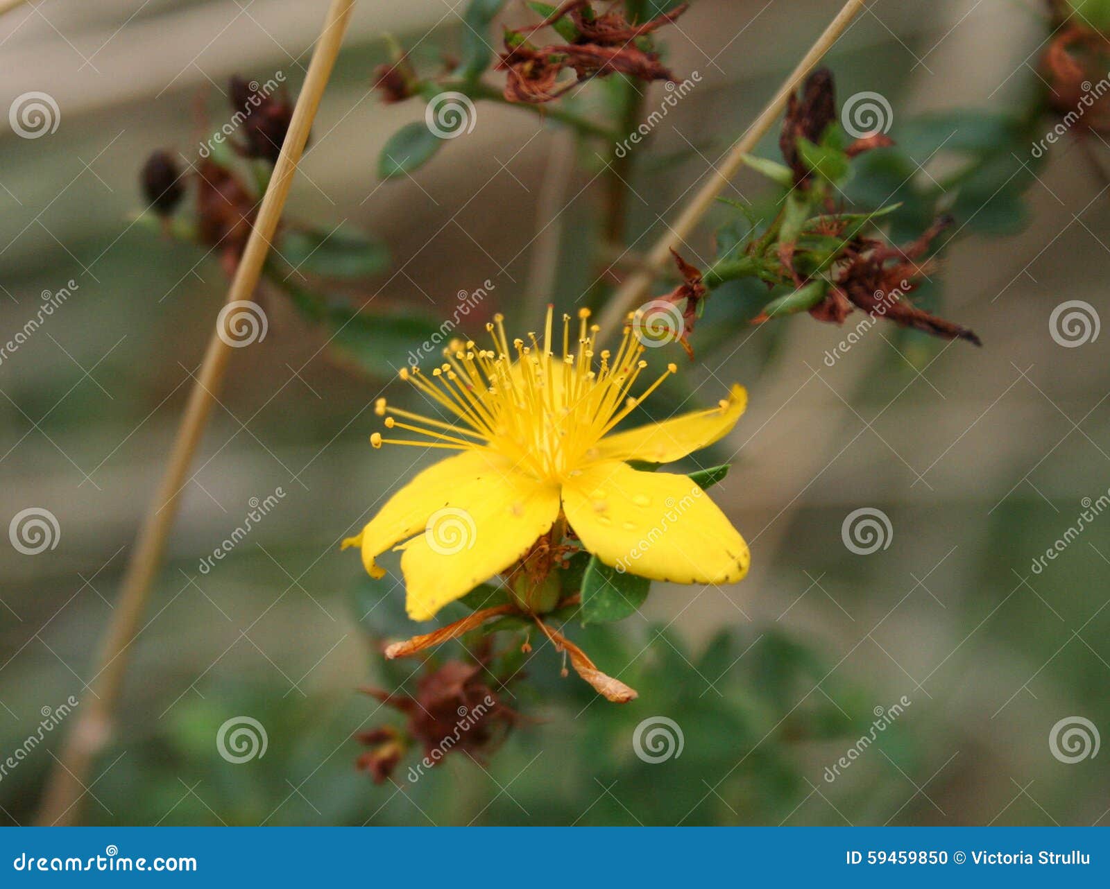 Hypericum foto de archivo. Imagen de flor, flora, volante - 59459850