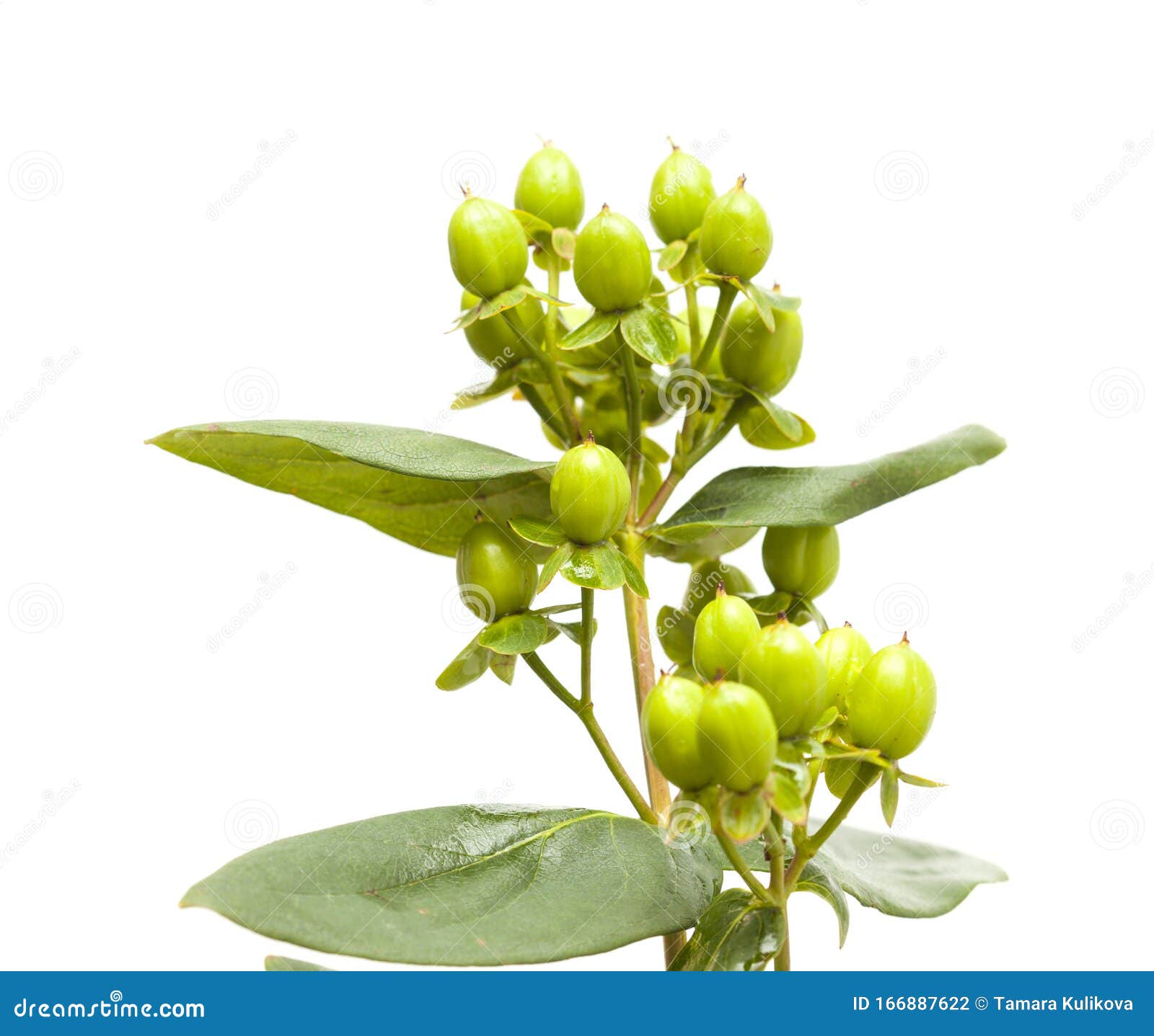 Hypericum Androsaemum Green Berries Stock Photo - Image of hypericum ...