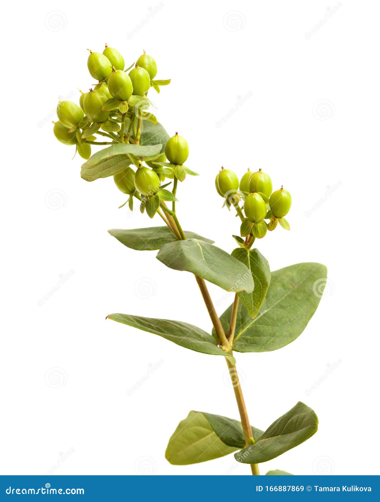Hypericum Androsaemum Green Berries Stock Image - Image of branch ...