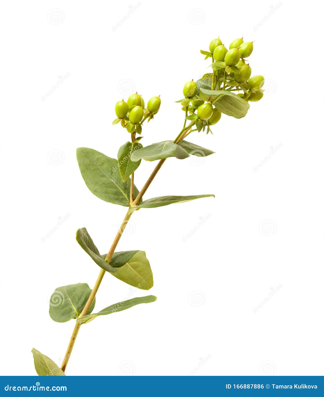 Hypericum Androsaemum Green Berries Stock Photo - Image of green ...