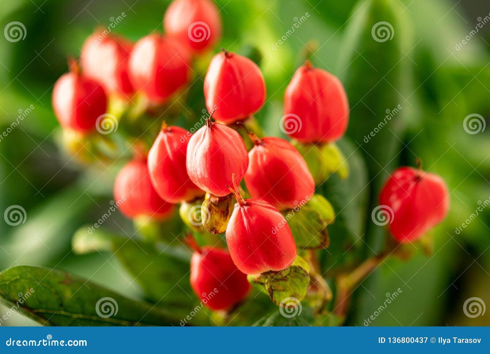 Hypericum Branches with Red Berries for Floral Arrangements. Closeup ...
