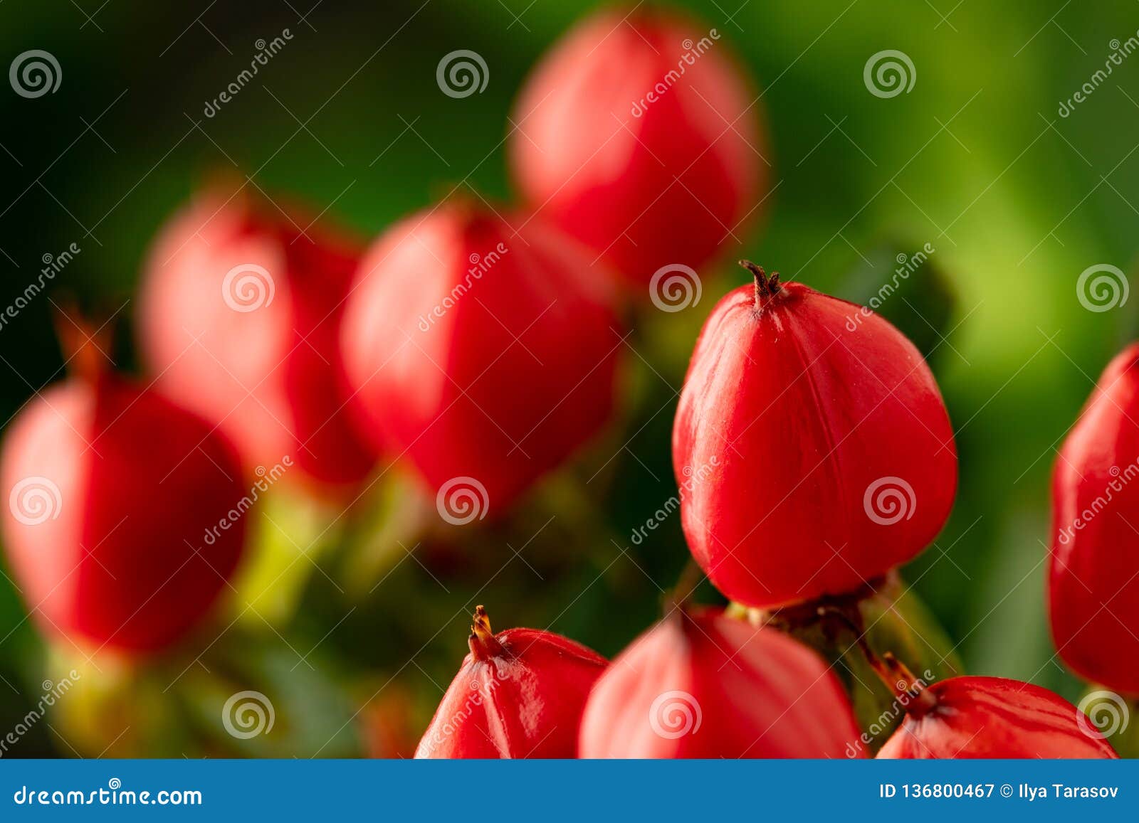 Hypericum Branches with Red Berries for Floral Arrangements. Closeup ...