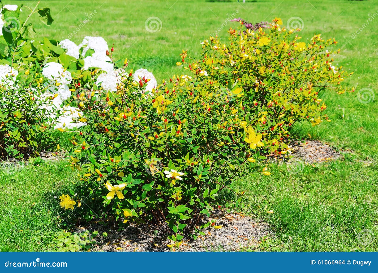 Hypericum Bush stock photo. Image of plant, outdoor, nature - 61066964