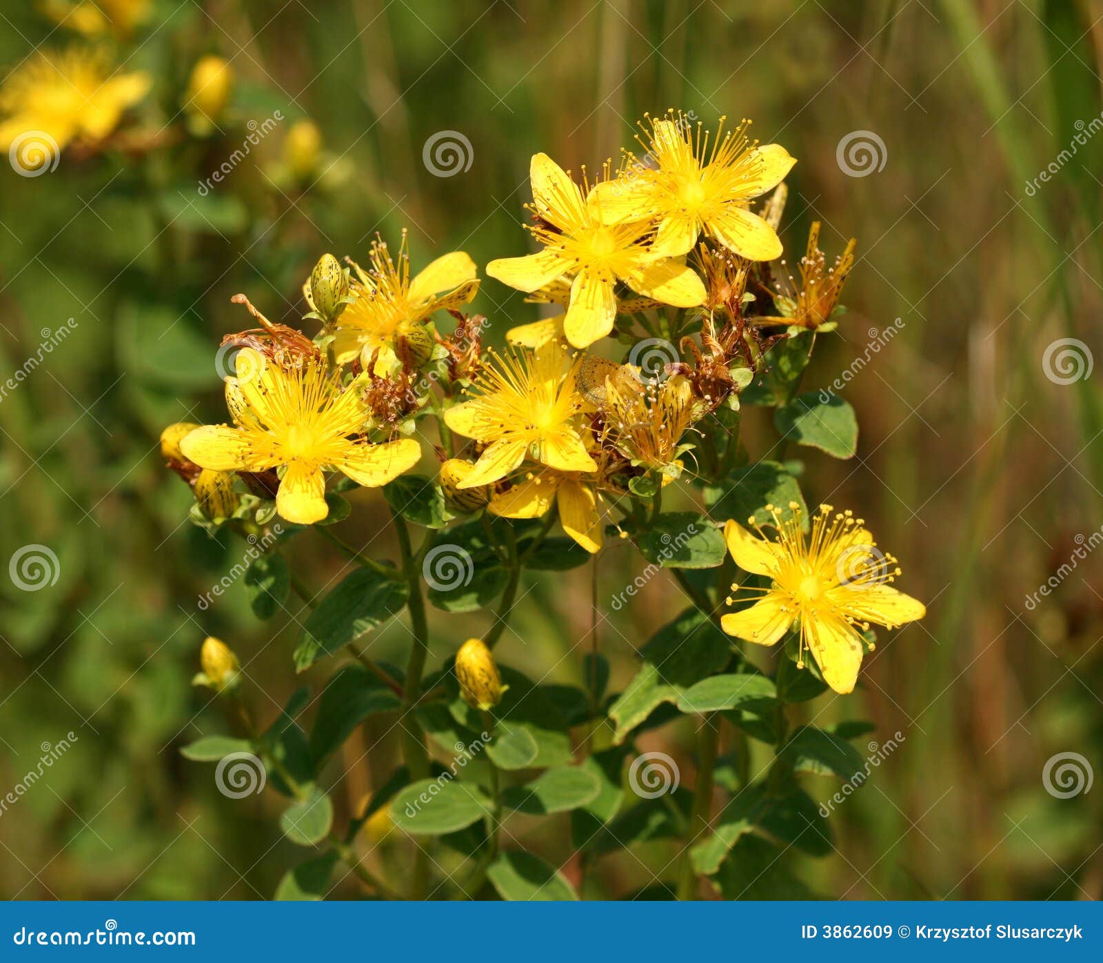 Hypericum flower stock image. Image of bloom, john, floral - 3862609