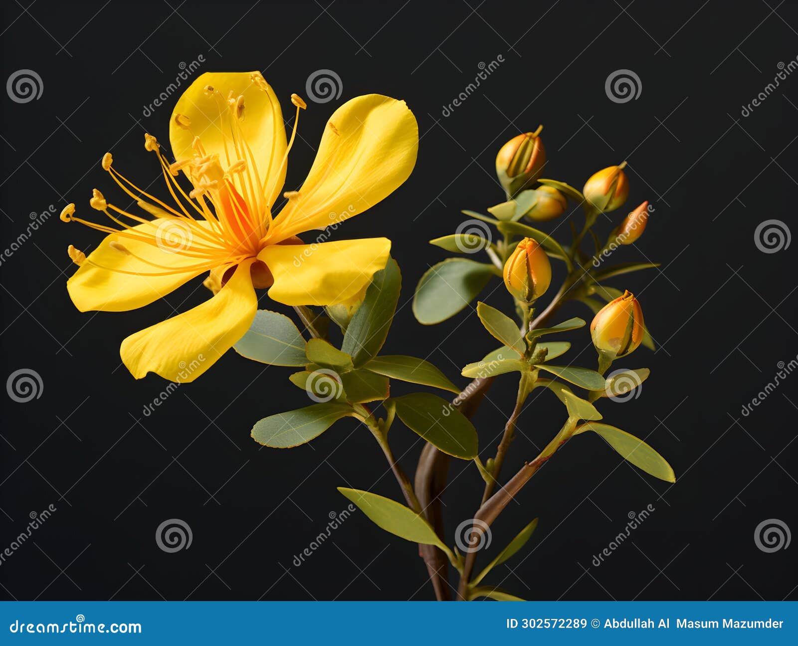 Hypericum Flower in Studio Background, Single Hypericum Flower ...