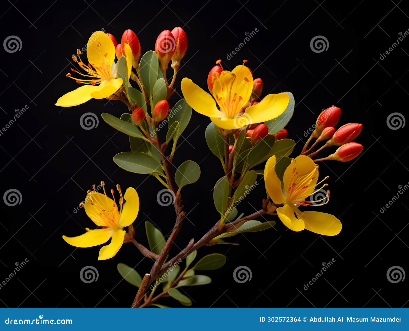 Hypericum Flower in Studio Background, Single Hypericum Flower ...