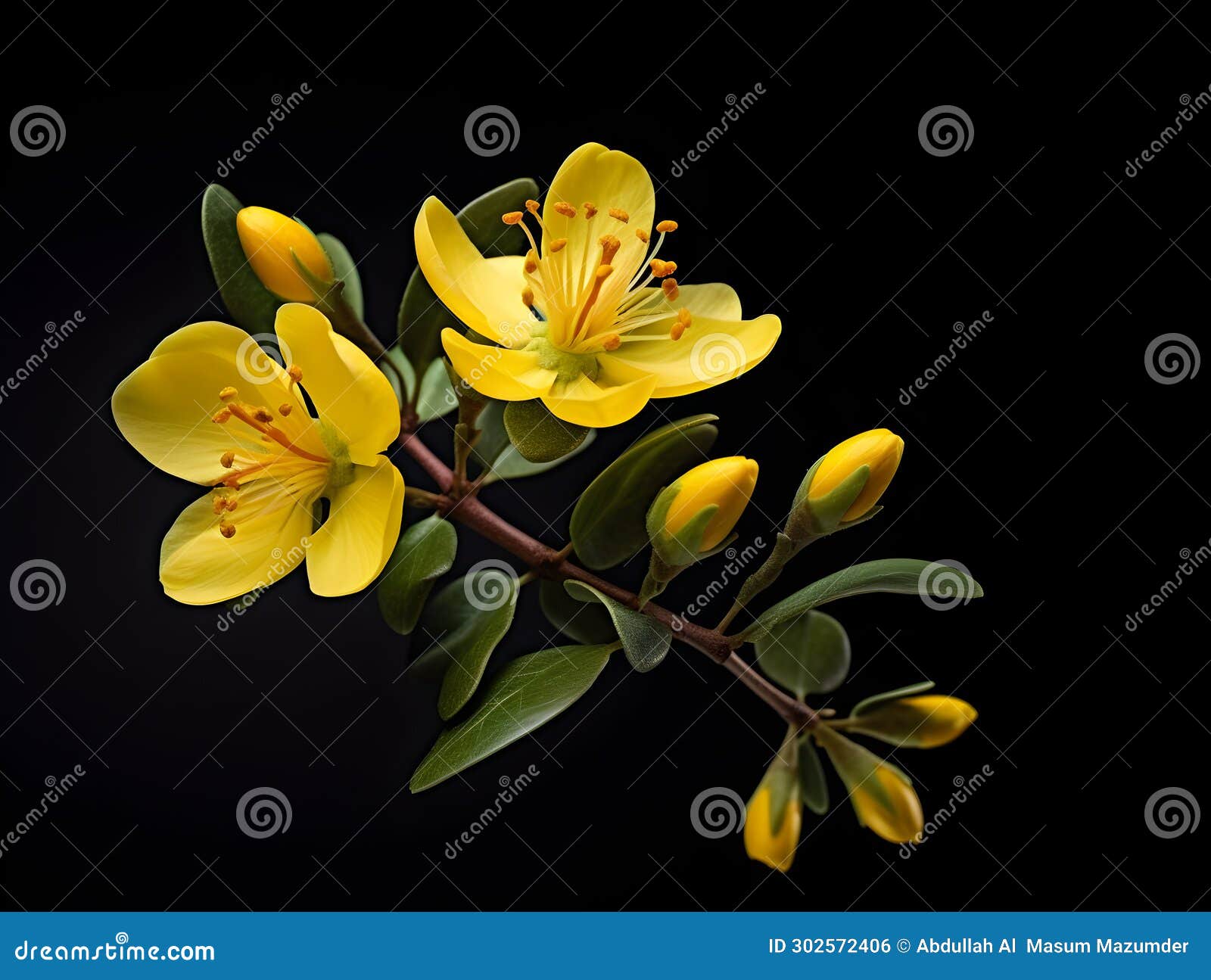 Hypericum Flower in Studio Background, Single Hypericum Flower ...