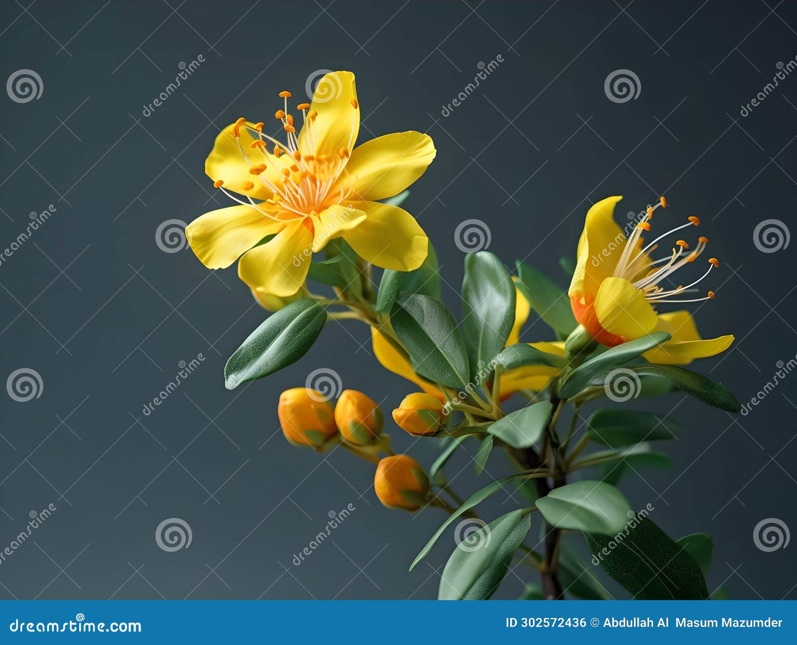 Hypericum Flower in Studio Background, Single Hypericum Flower ...