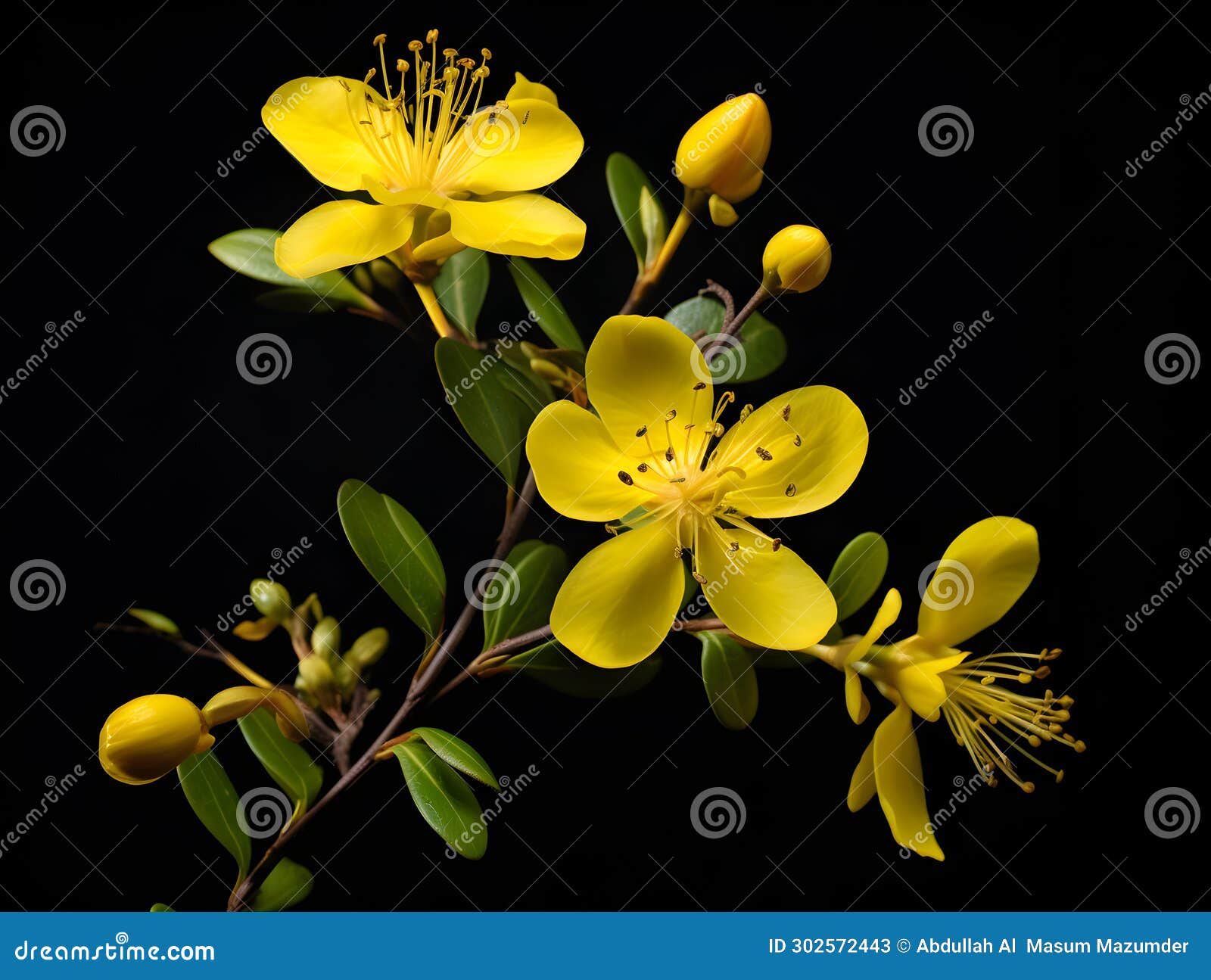 Hypericum Flower in Studio Background, Single Hypericum Flower ...