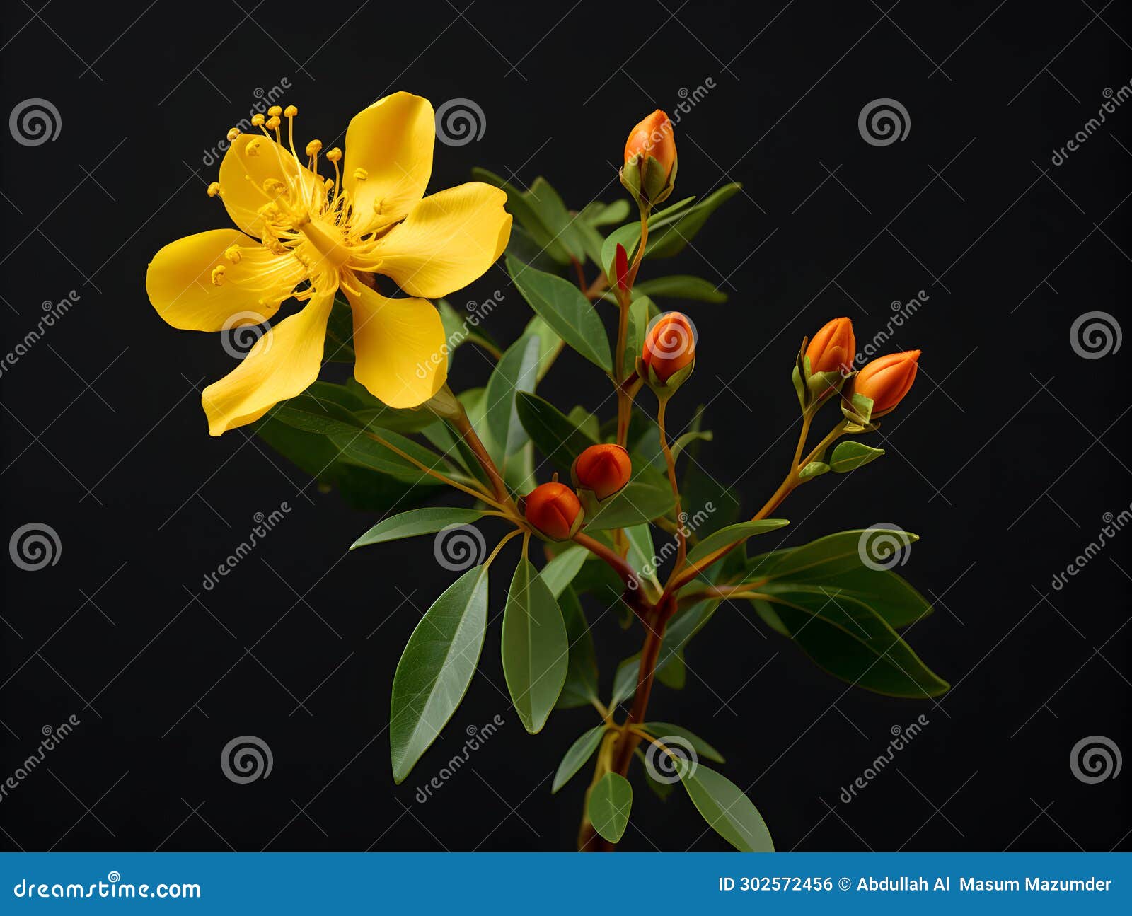 Hypericum Flower in Studio Background, Single Hypericum Flower ...