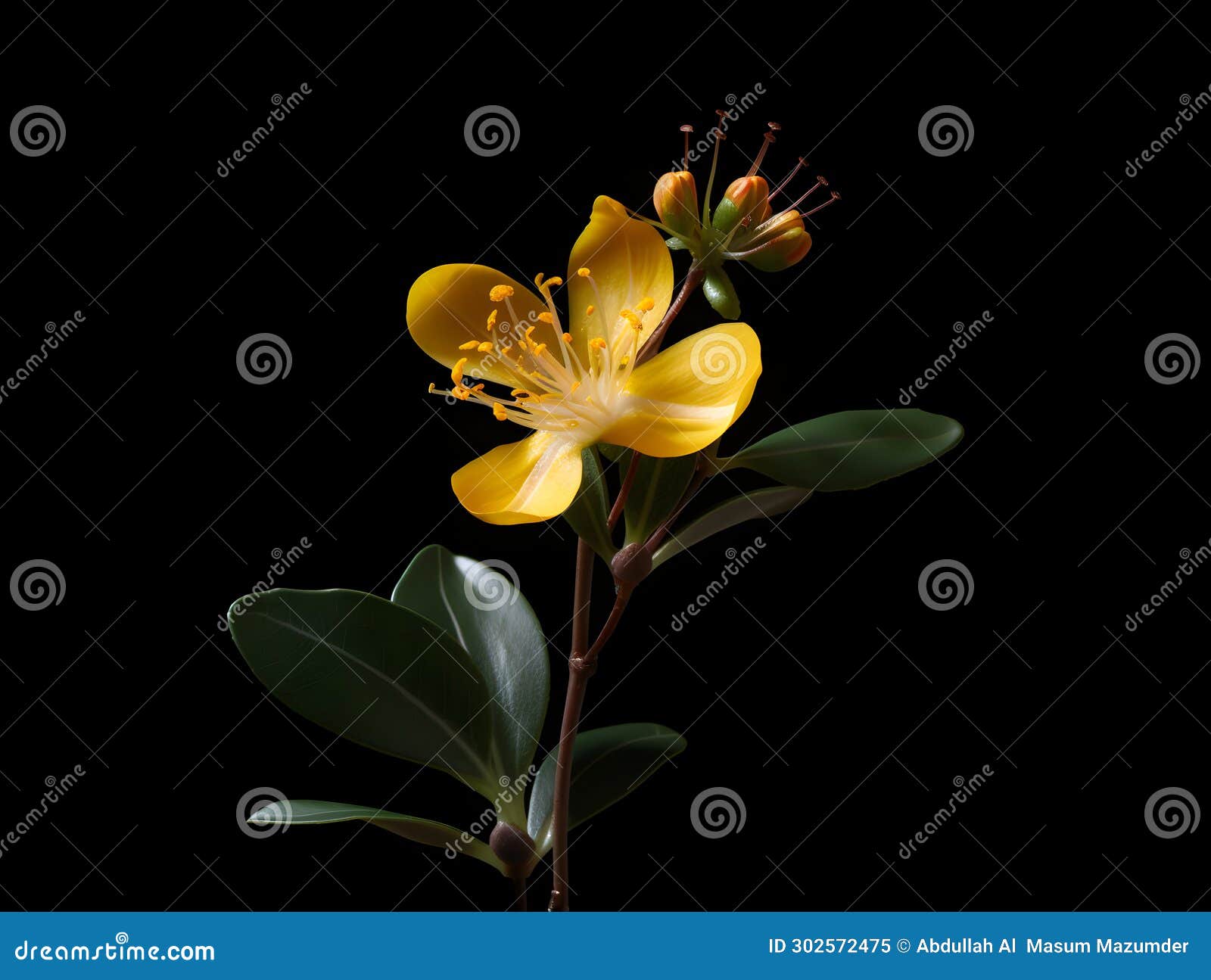Hypericum Flower in Studio Background, Single Hypericum Flower ...