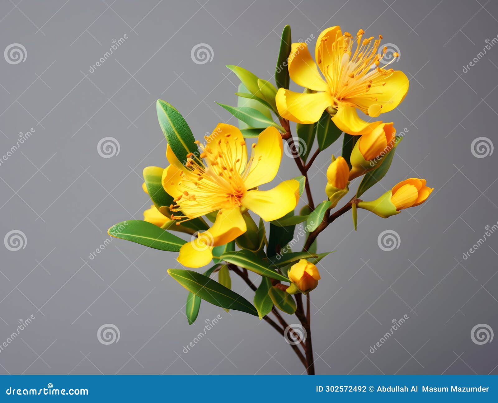 Hypericum Flower in Studio Background, Single Hypericum Flower ...