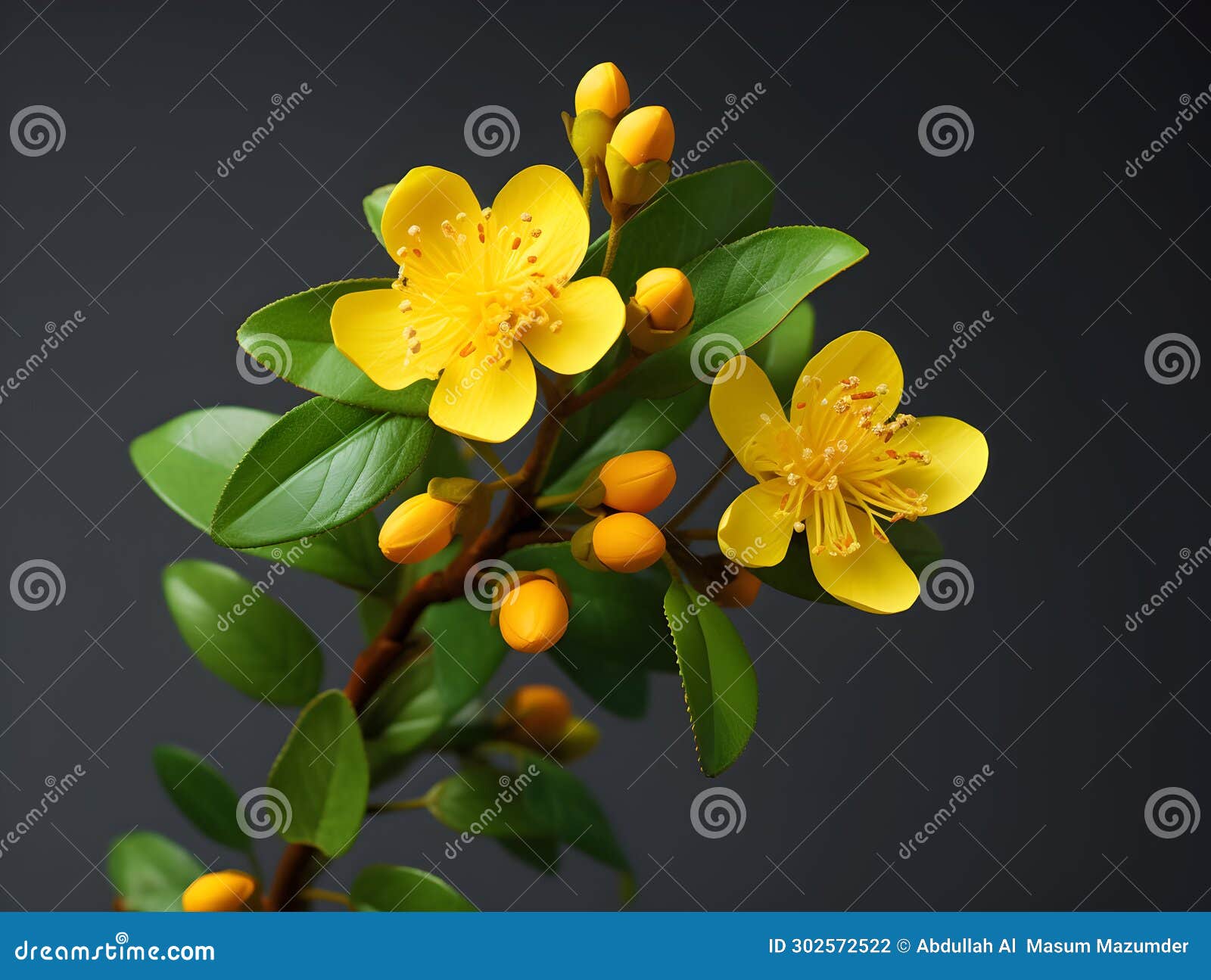Hypericum Flower in Studio Background, Single Hypericum Flower ...