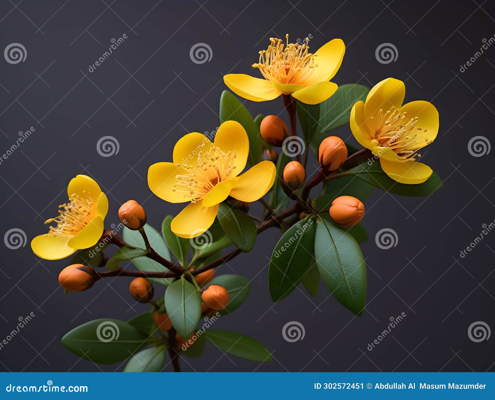 Hypericum Flower in Studio Background, Single Hypericum Flower ...