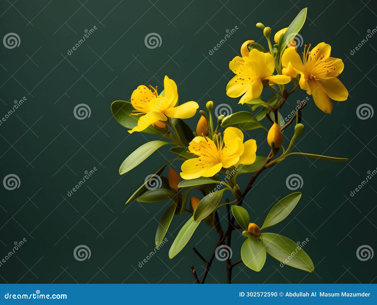 Hypericum Flower in Studio Background, Single Hypericum Flower ...