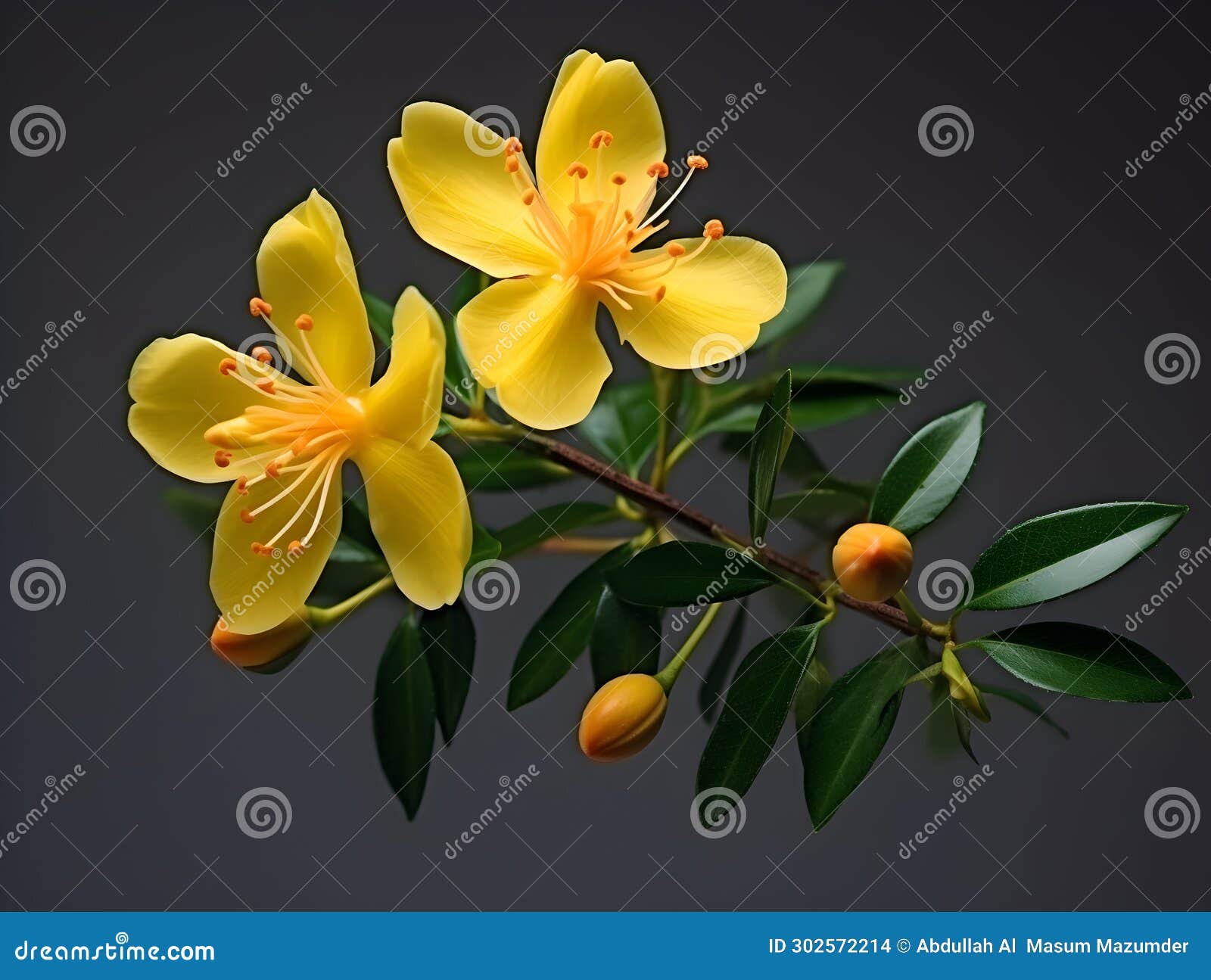 Hypericum Flower in Studio Background, Single Hypericum Flower ...