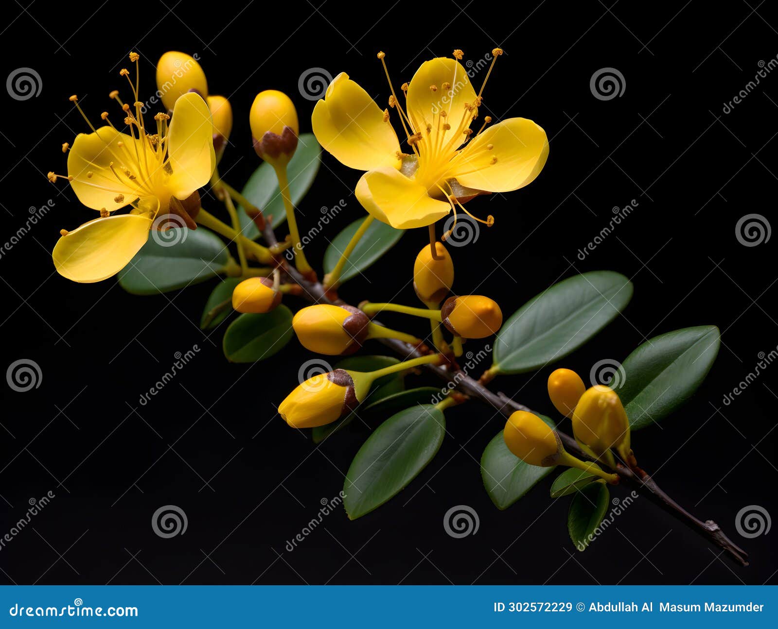 Hypericum Flower in Studio Background, Single Hypericum Flower ...