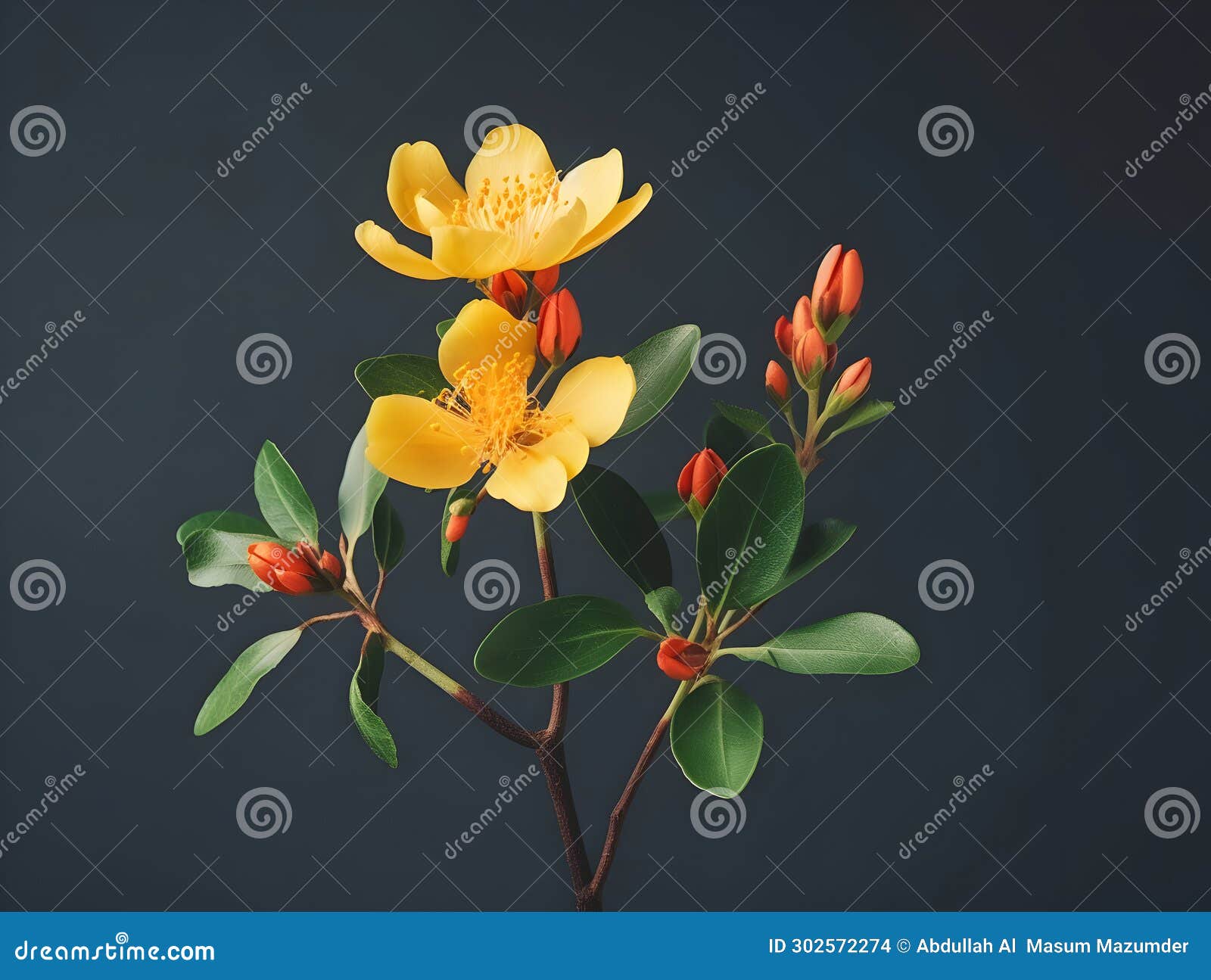 Hypericum Flower in Studio Background, Single Hypericum Flower ...
