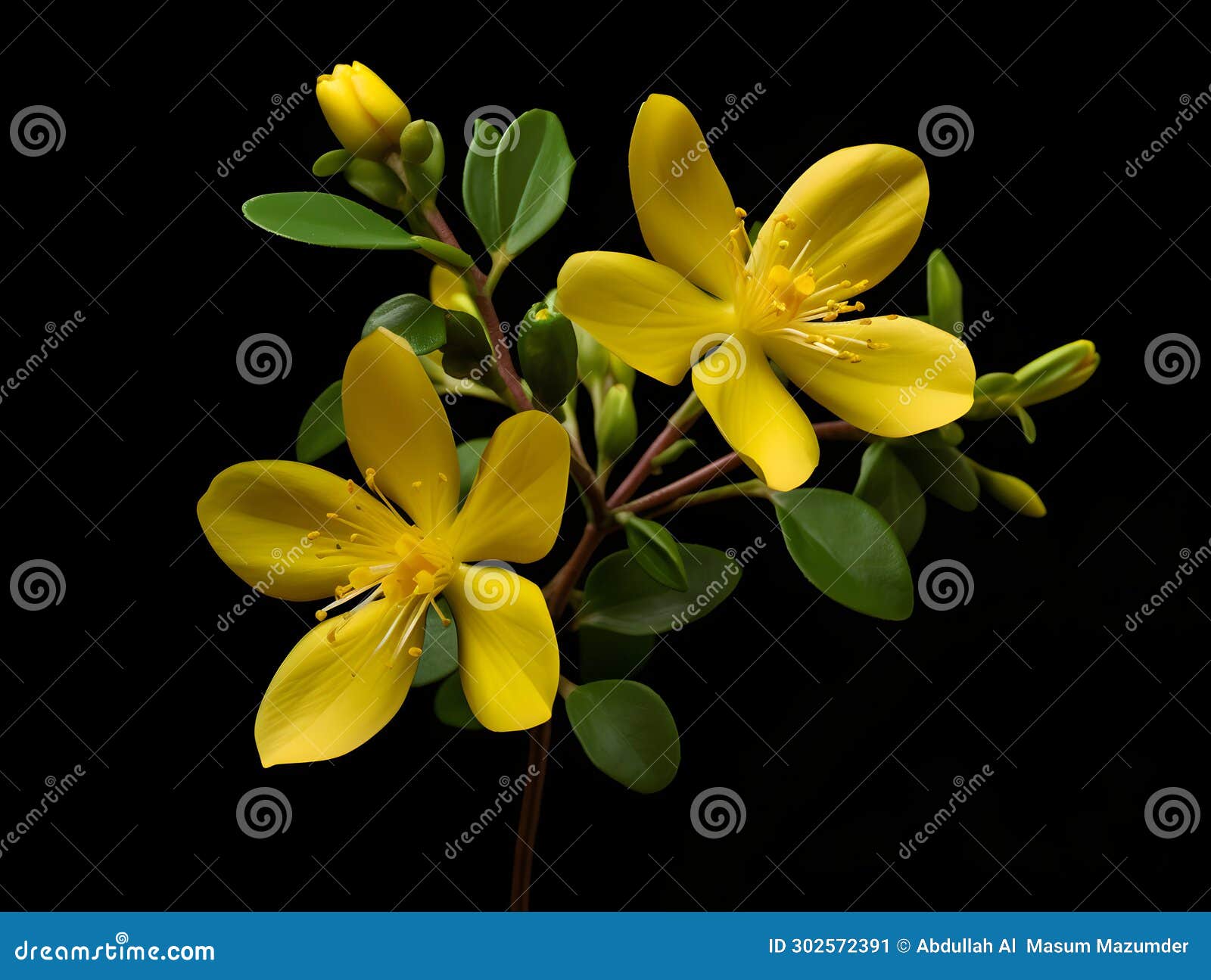 Hypericum Flower in Studio Background, Single Hypericum Flower ...