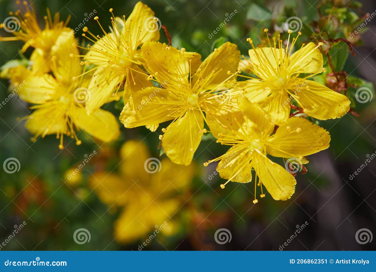 John Wart Or St. Johns Wart Hypericum Plant Berries, The Plant Used For ...