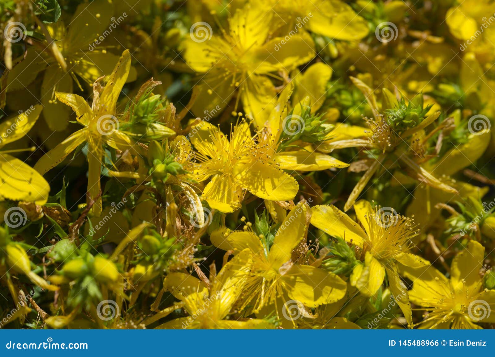 Hypericum Flowers Hypericum Perforatum or St John`s Wort on the Meadow ...